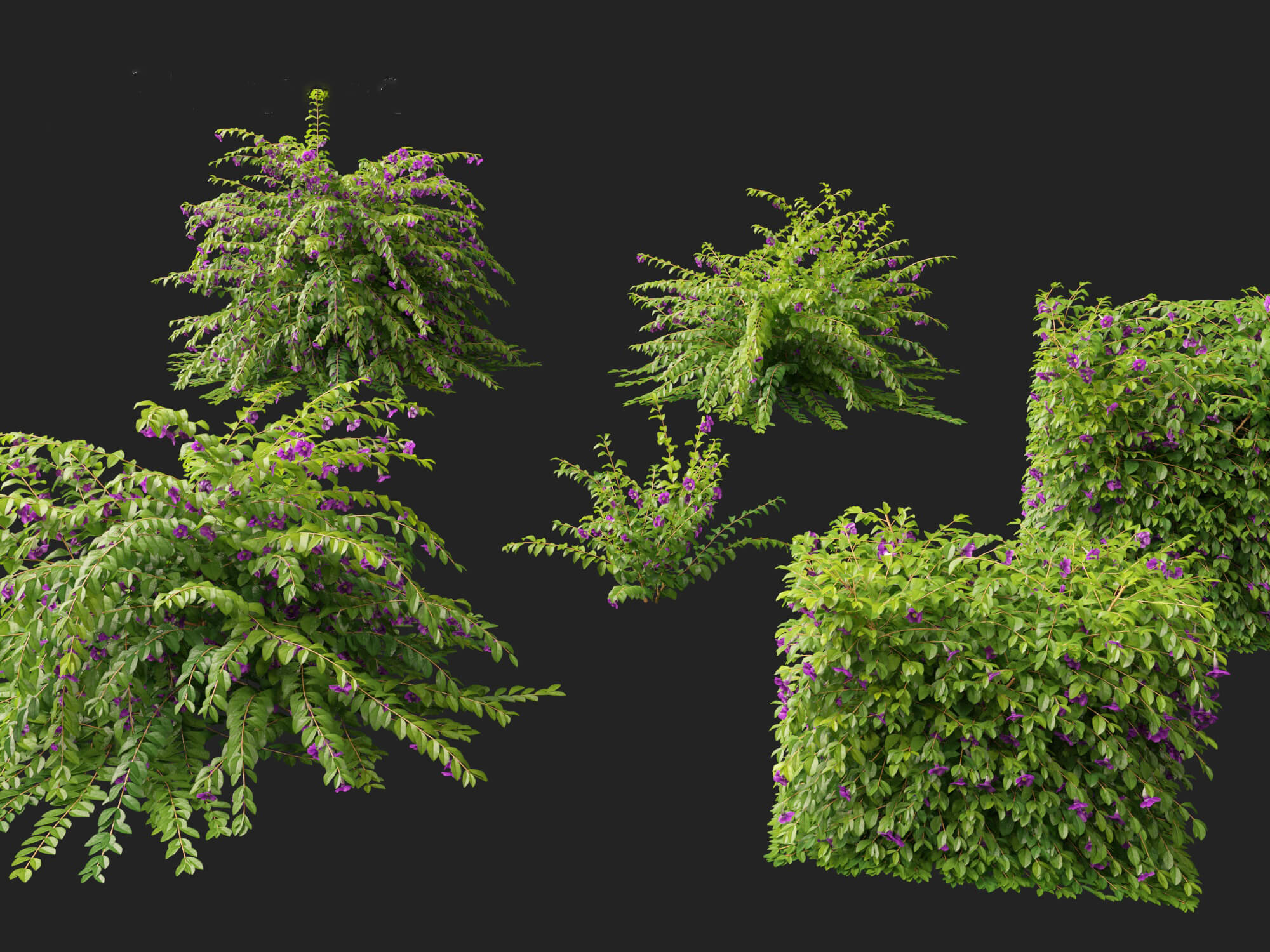 Thunbergia Erecta - Bush Clock Vine 3D Model by 3dgardenplants