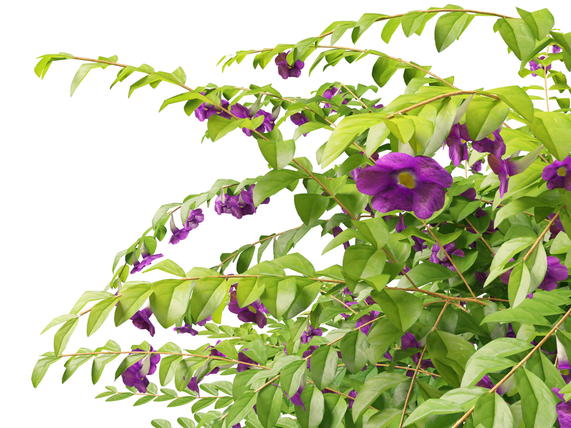 Thunbergia Erecta - Bush Clock Vine 3D Model by 3dgardenplants