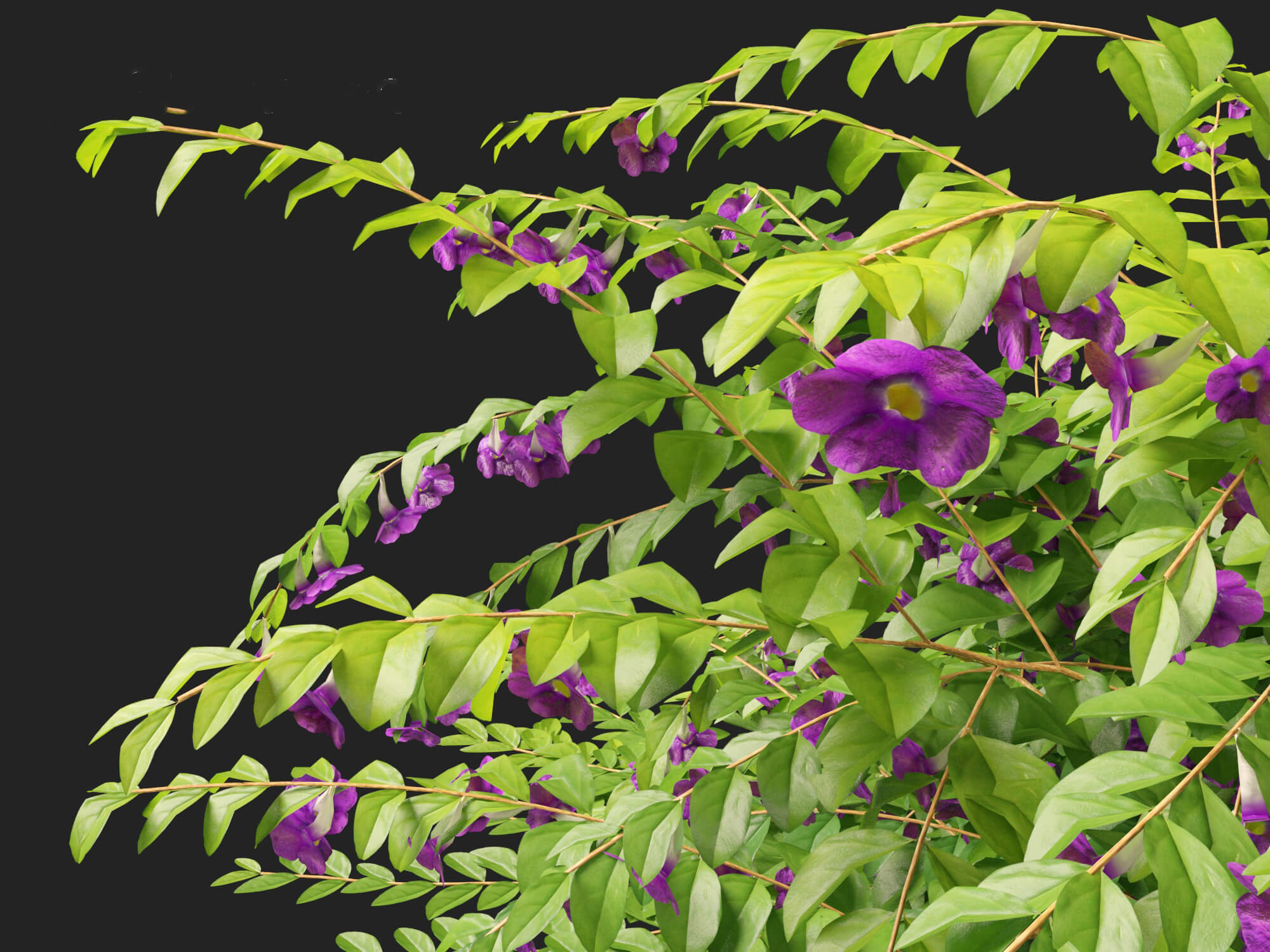 Thunbergia Erecta - Bush Clock Vine 3D Model by 3dgardenplants