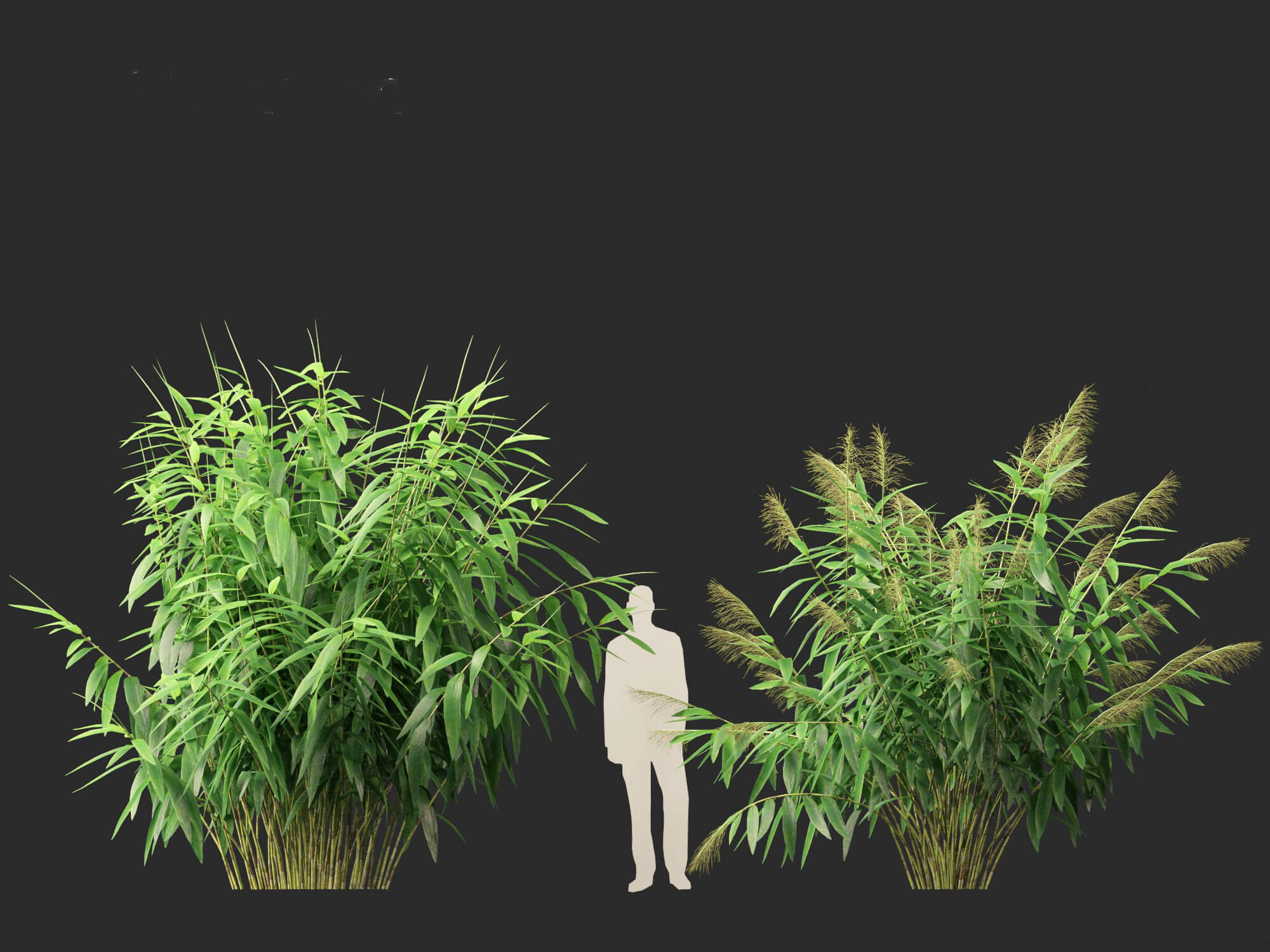 Thysanolaena Latifolia - Tiger Grass 3D Model by 3dgardenplants