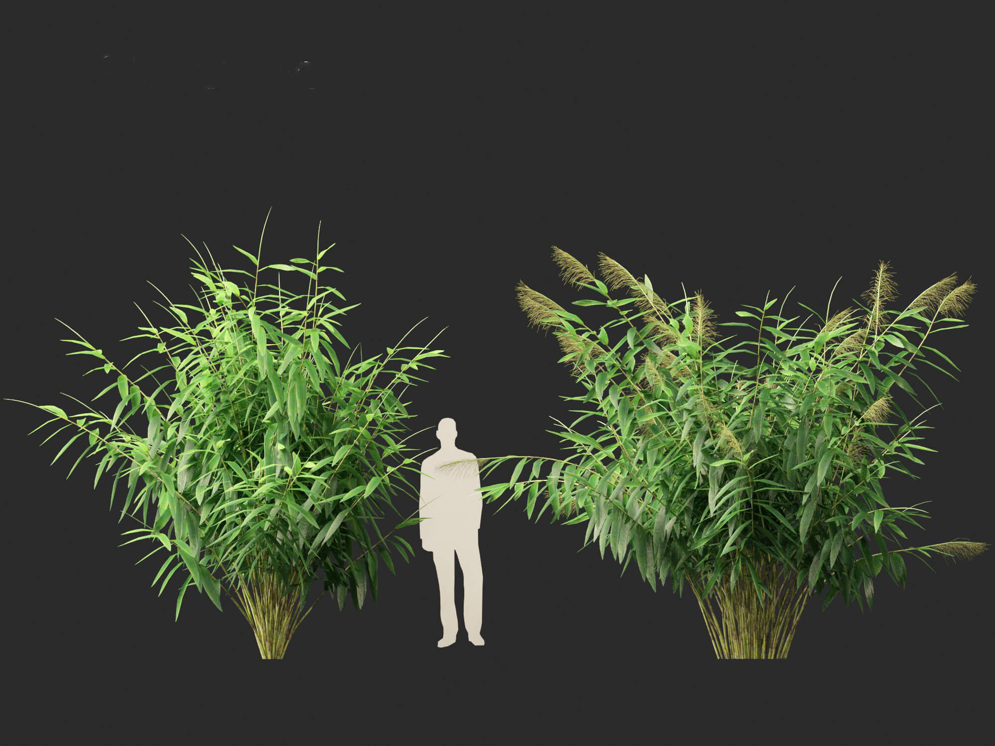 Thysanolaena Latifolia - Tiger Grass 3D Model by 3dgardenplants