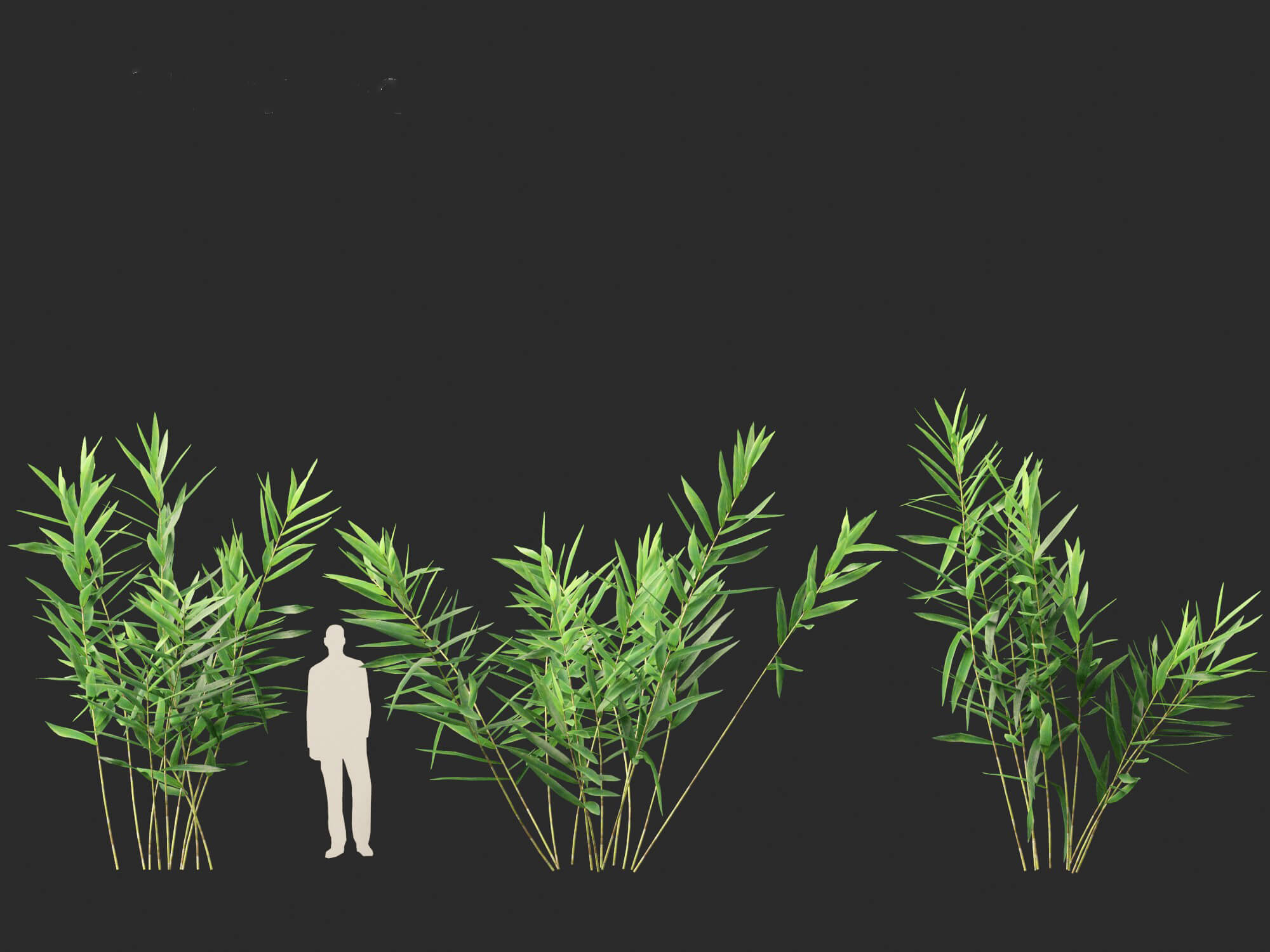 Thysanolaena Latifolia - Tiger Grass 3D Model by 3dgardenplants