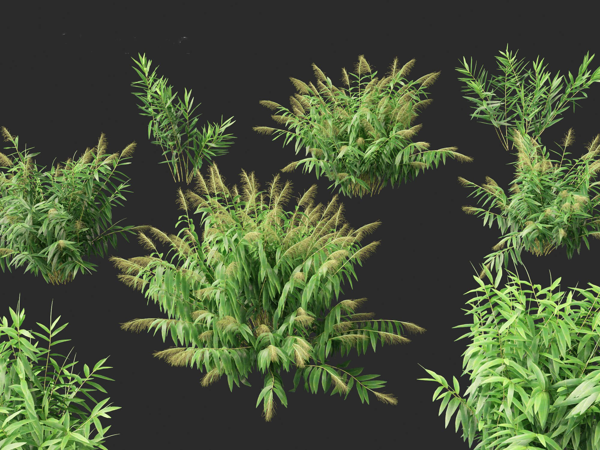 Thysanolaena Latifolia - Tiger Grass 3D Model by 3dgardenplants
