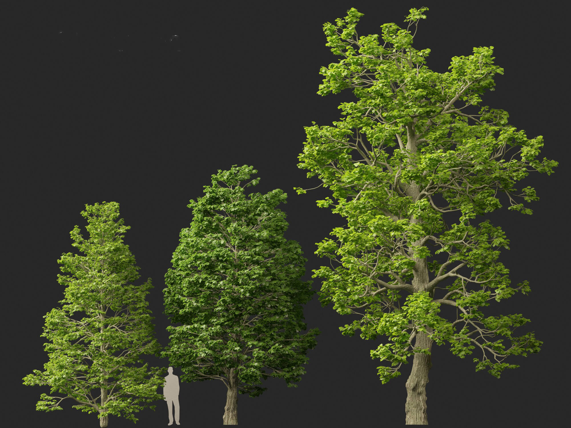 Tilia Cordata - Littleleaf Linden 3D Model by 3dgardenplants