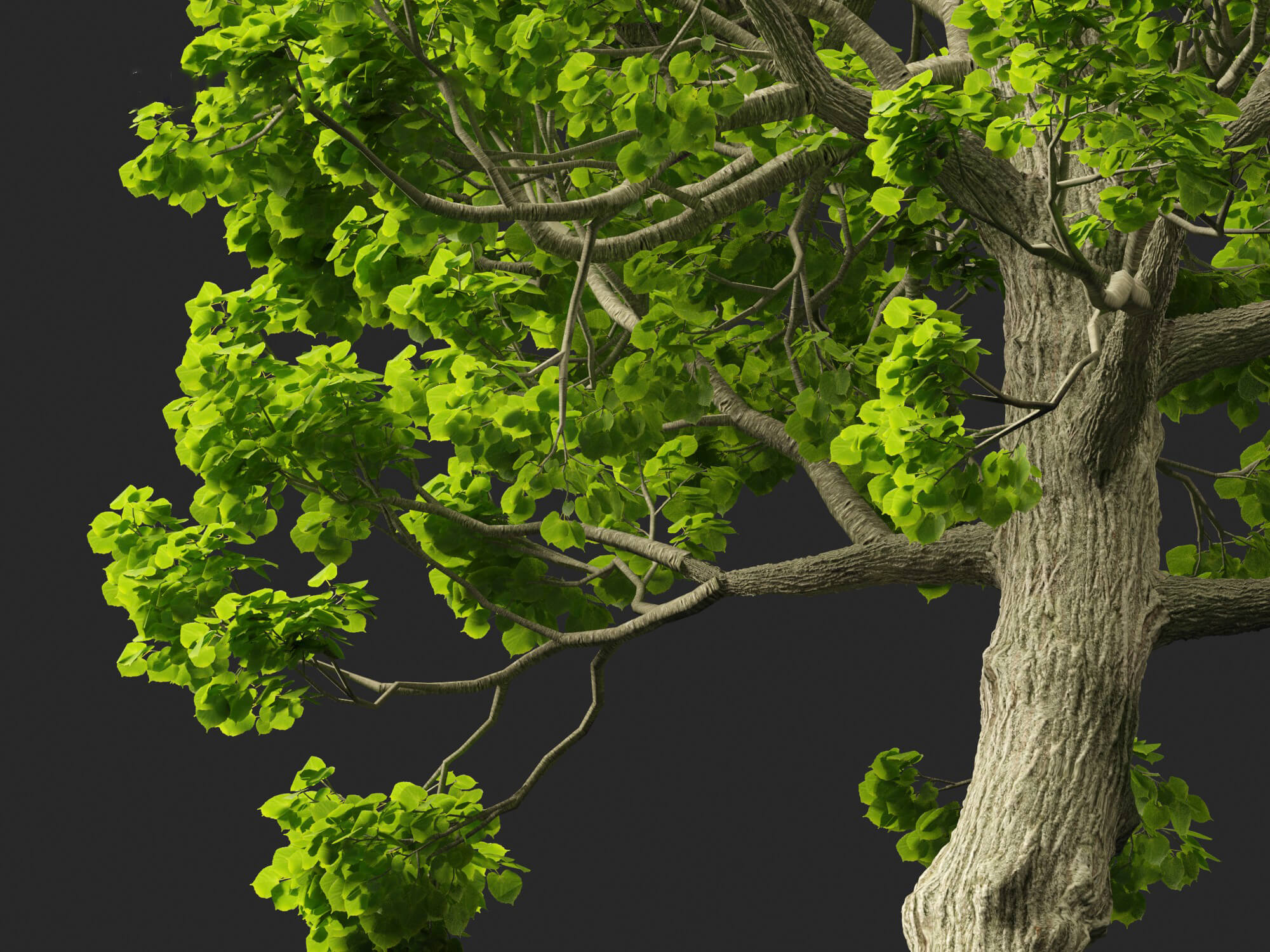 Tilia Cordata - Littleleaf Linden 3D Model by 3dgardenplants