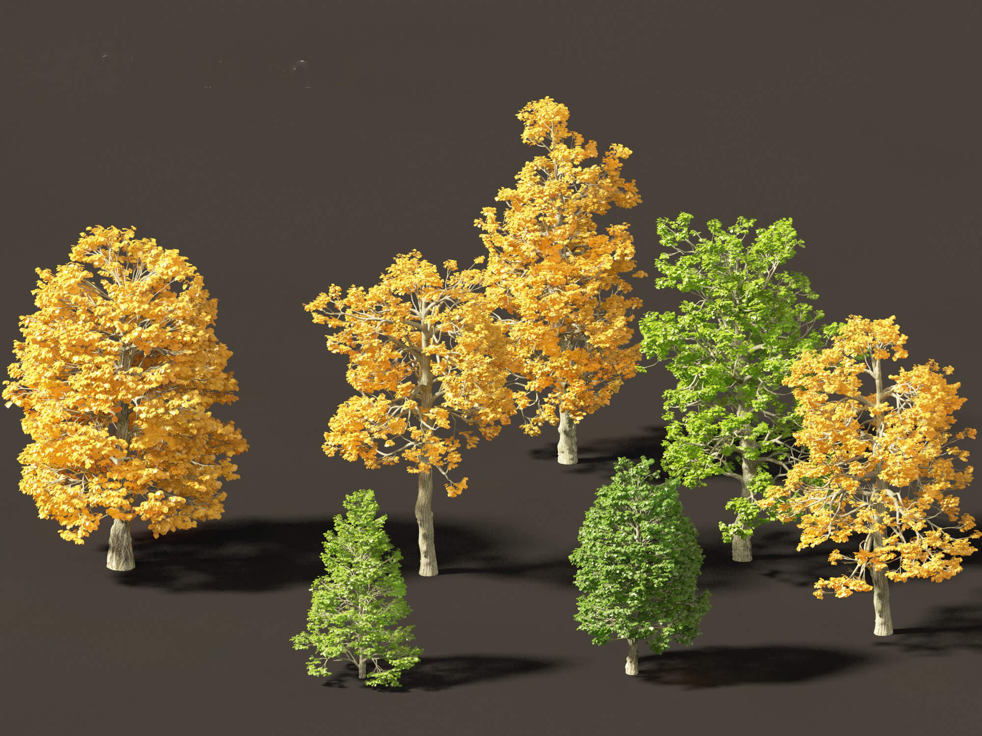 Tilia Cordata - Littleleaf Linden 3D Model by 3dgardenplants