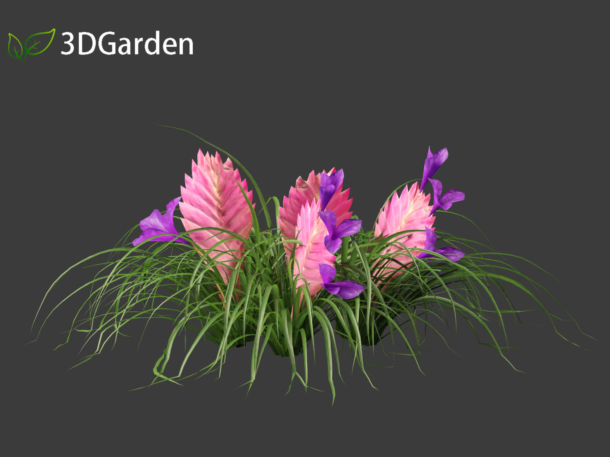 Tillandsia Cyanea - Pink Quill 01 3D Model by 3dgardenplants