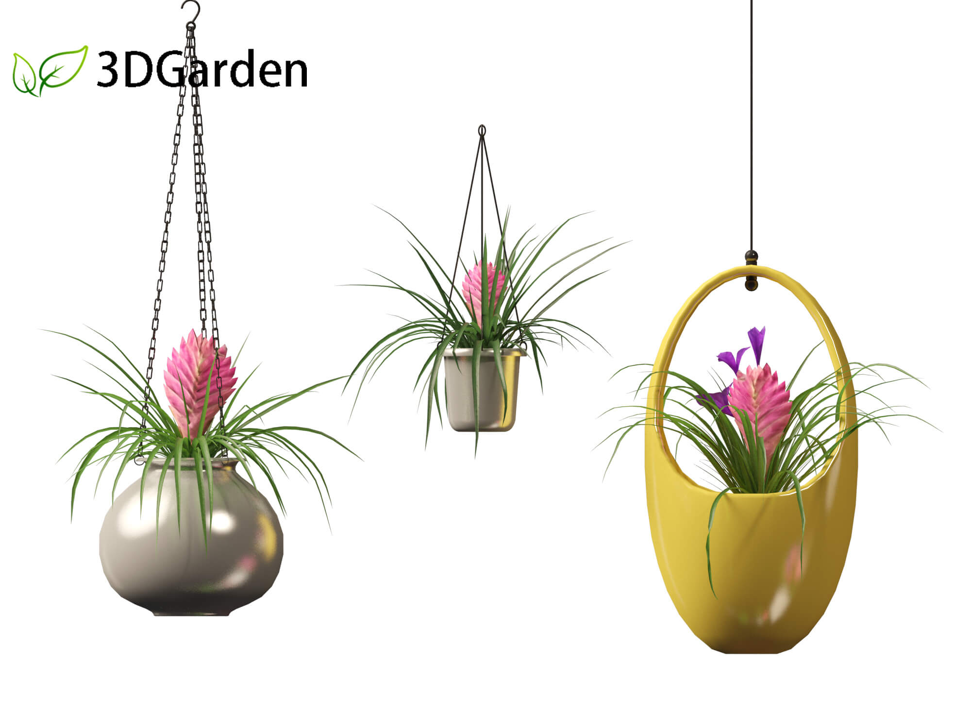 Tillandsia Cyanea - Pink Quill 02 3D Model by 3dgardenplants