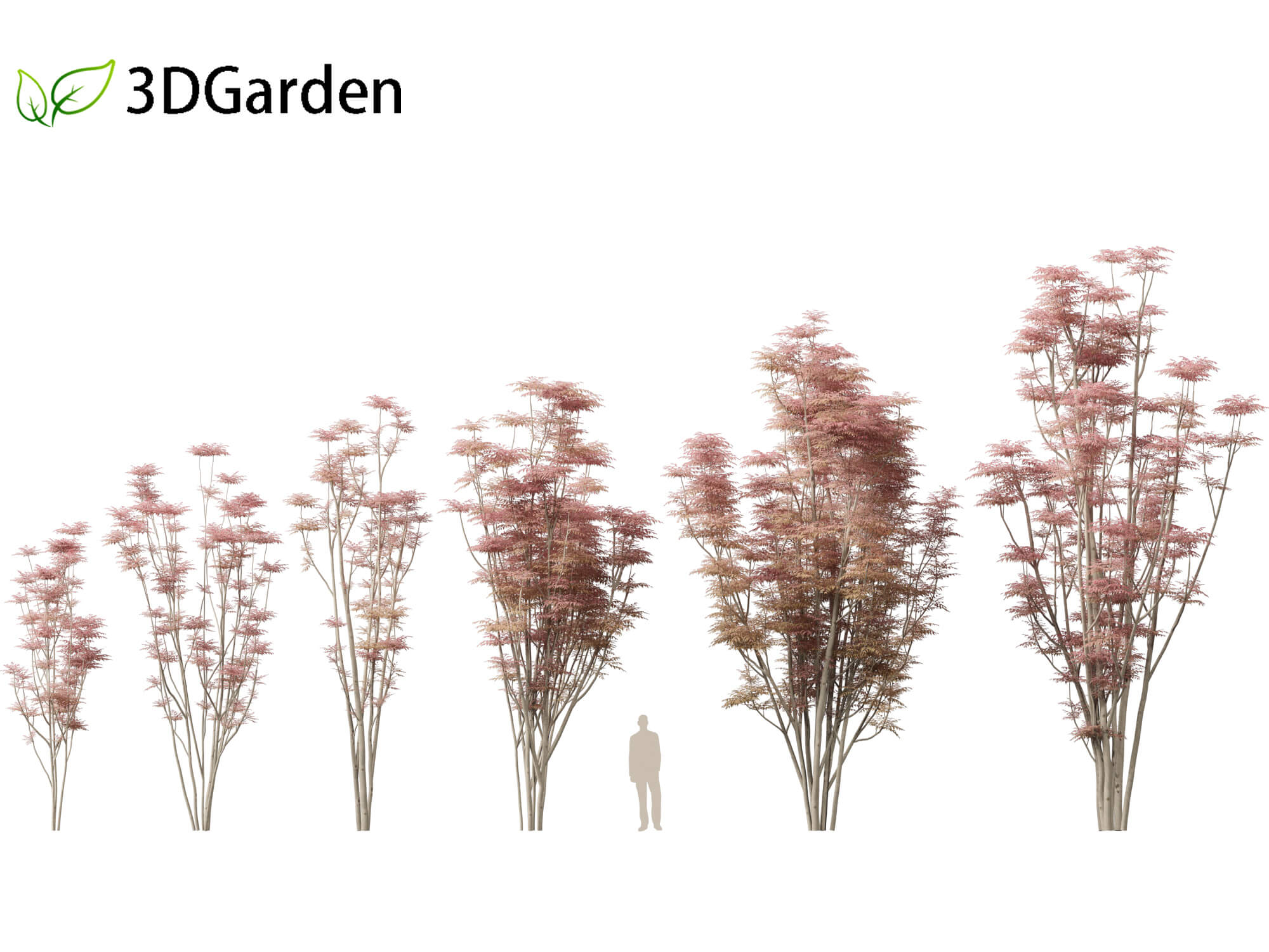 Toona Sinensis Flamingo – Chinese Cedar - 3D Model by 3dgardenplants
