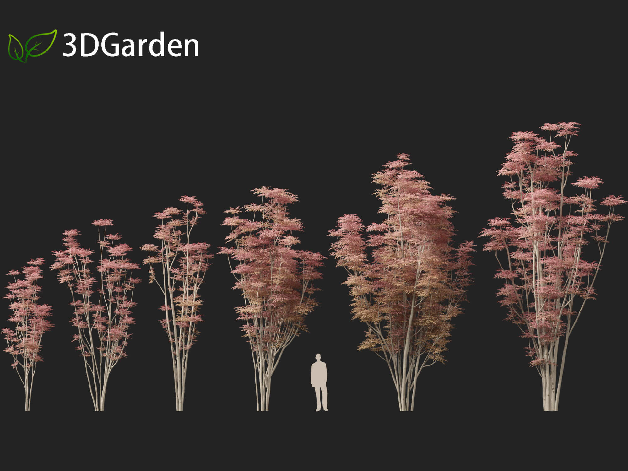 Toona Sinensis Flamingo – Chinese Cedar - 3D Model by 3dgardenplants