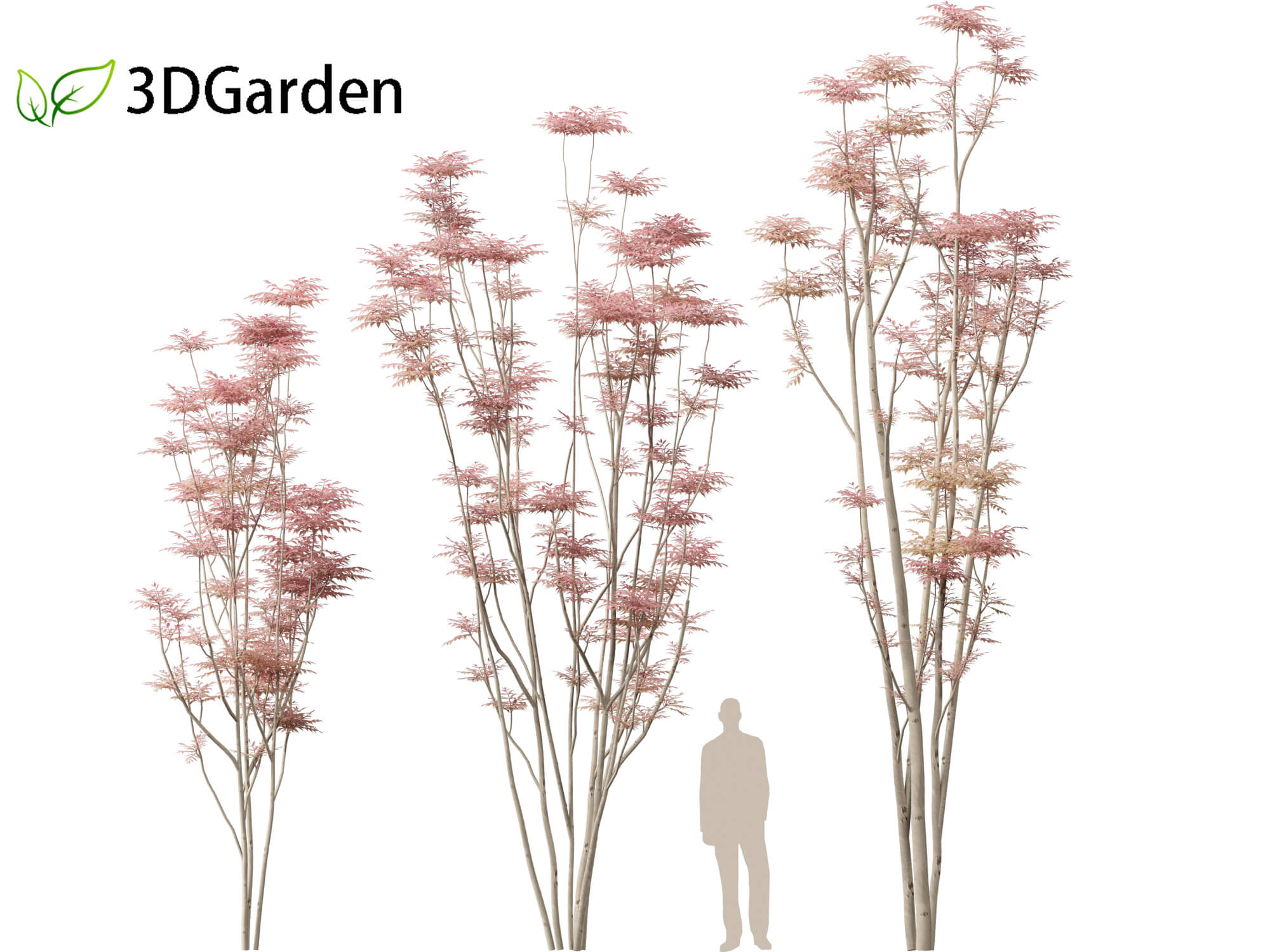 Toona Sinensis Flamingo – Chinese Cedar - 3D Model by 3dgardenplants