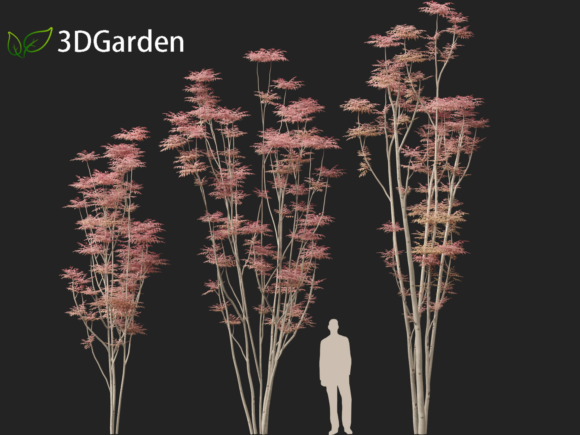 Toona Sinensis Flamingo – Chinese Cedar - 3D Model by 3dgardenplants