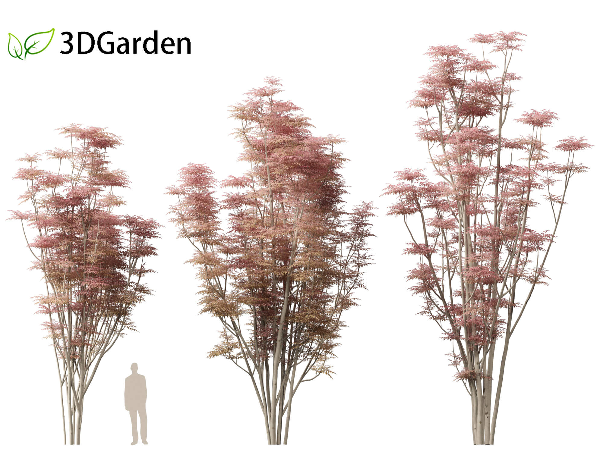 Toona Sinensis Flamingo – Chinese Cedar - 3D Model by 3dgardenplants