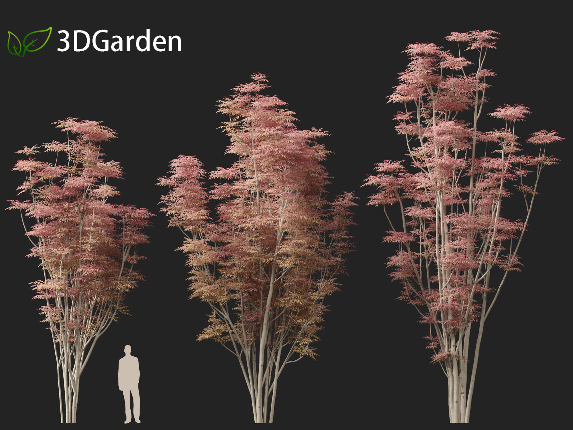 Toona Sinensis Flamingo – Chinese Cedar - 3D Model by 3dgardenplants