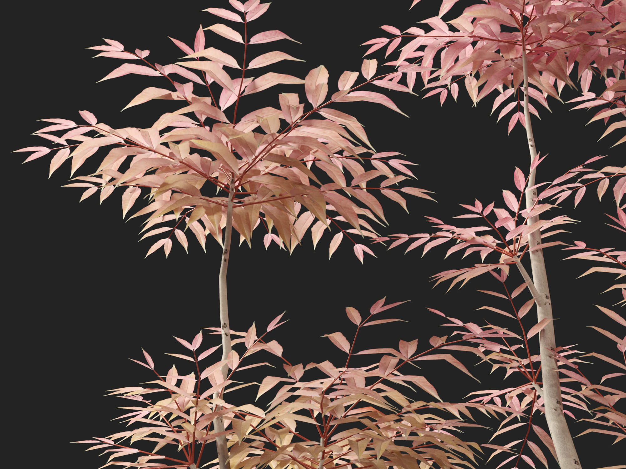 Toona Sinensis Flamingo – Chinese Cedar - 3D Model by 3dgardenplants