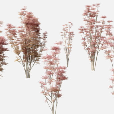 Toona Sinensis Flamingo – Chinese Cedar - 3D Model by 3dgardenplants