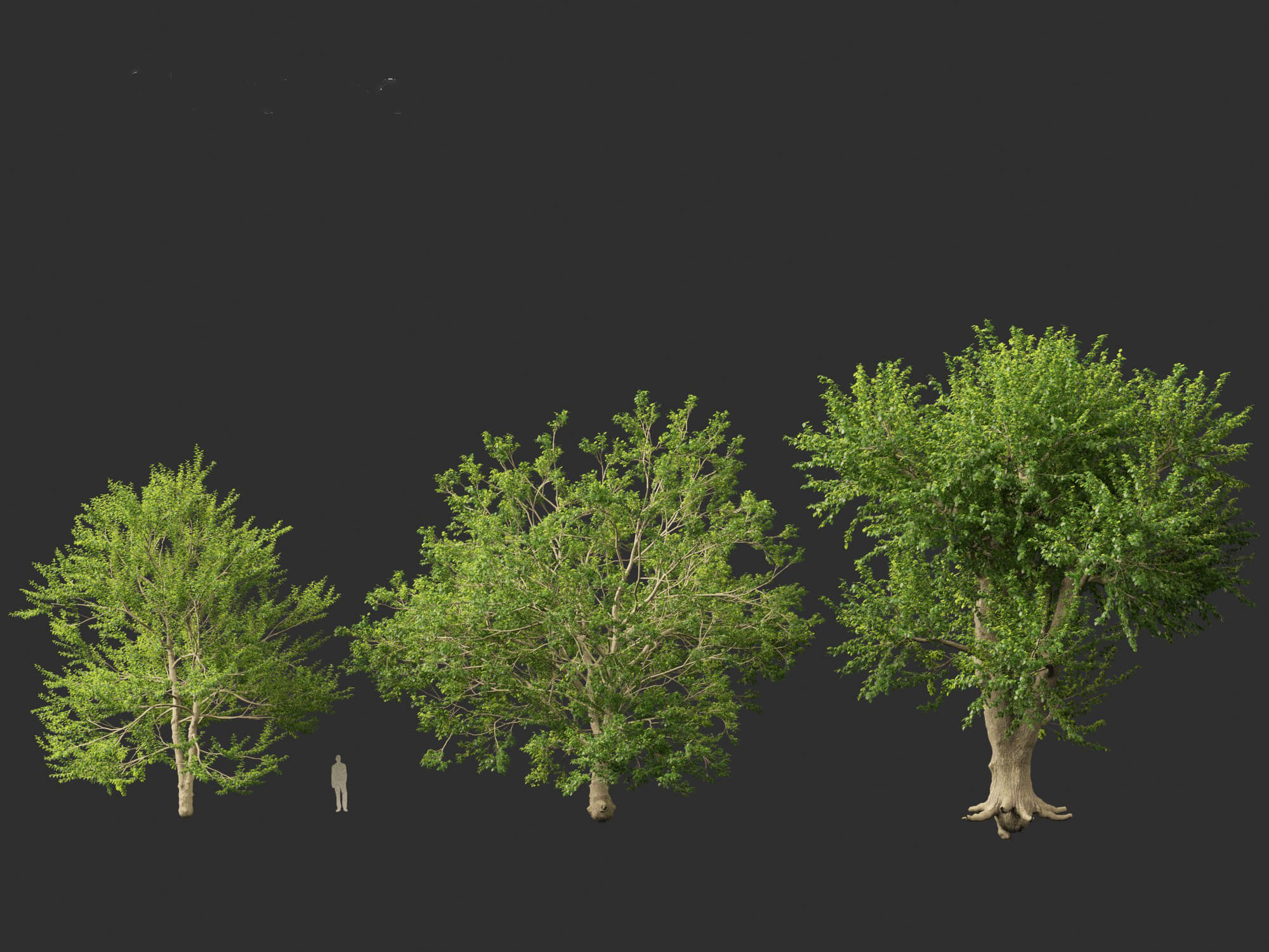 Ulmus Laevis - European White Elm 3D Model by 3dgardenplants