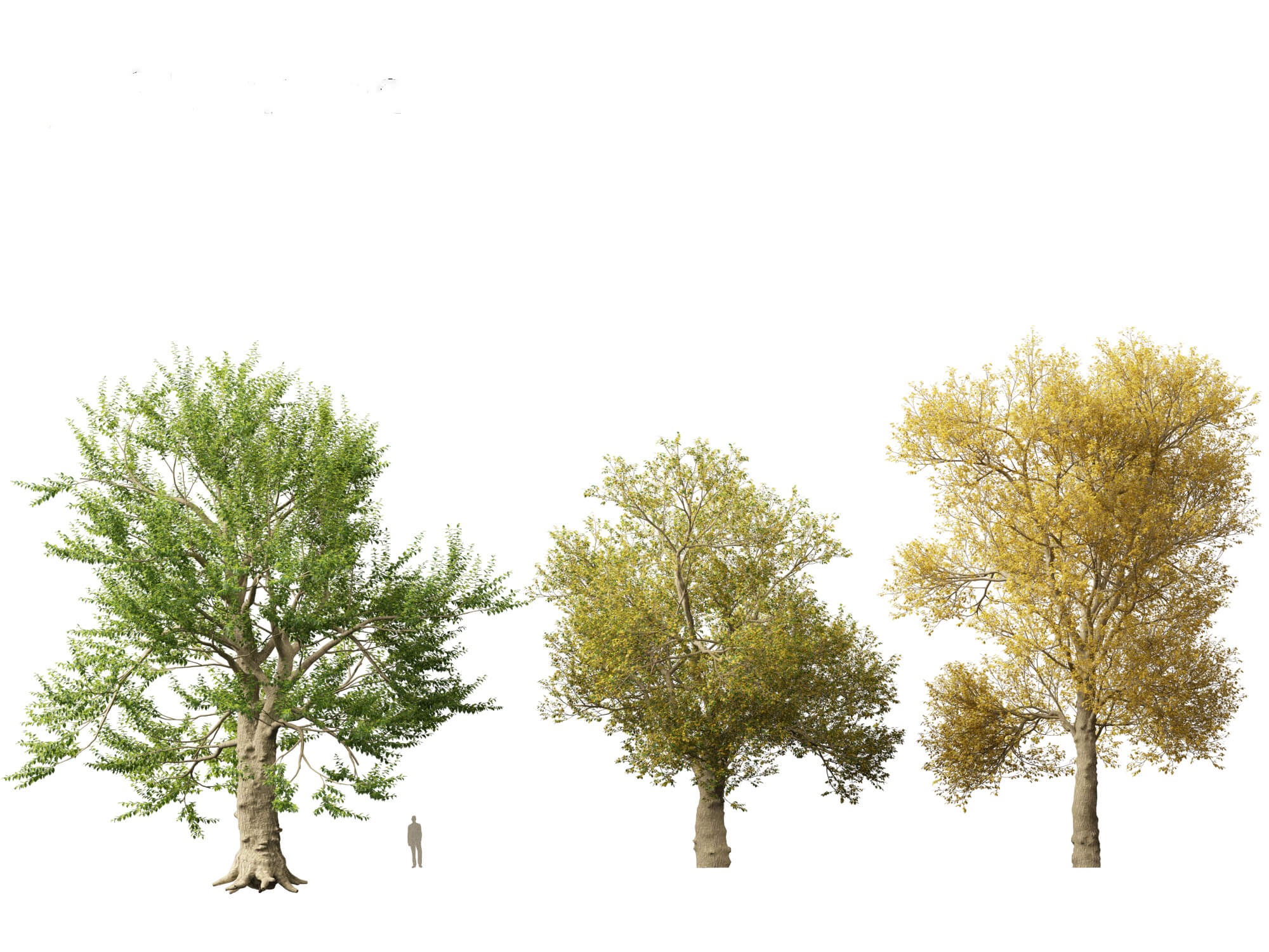 Ulmus Laevis - European White Elm 3D Model by 3dgardenplants