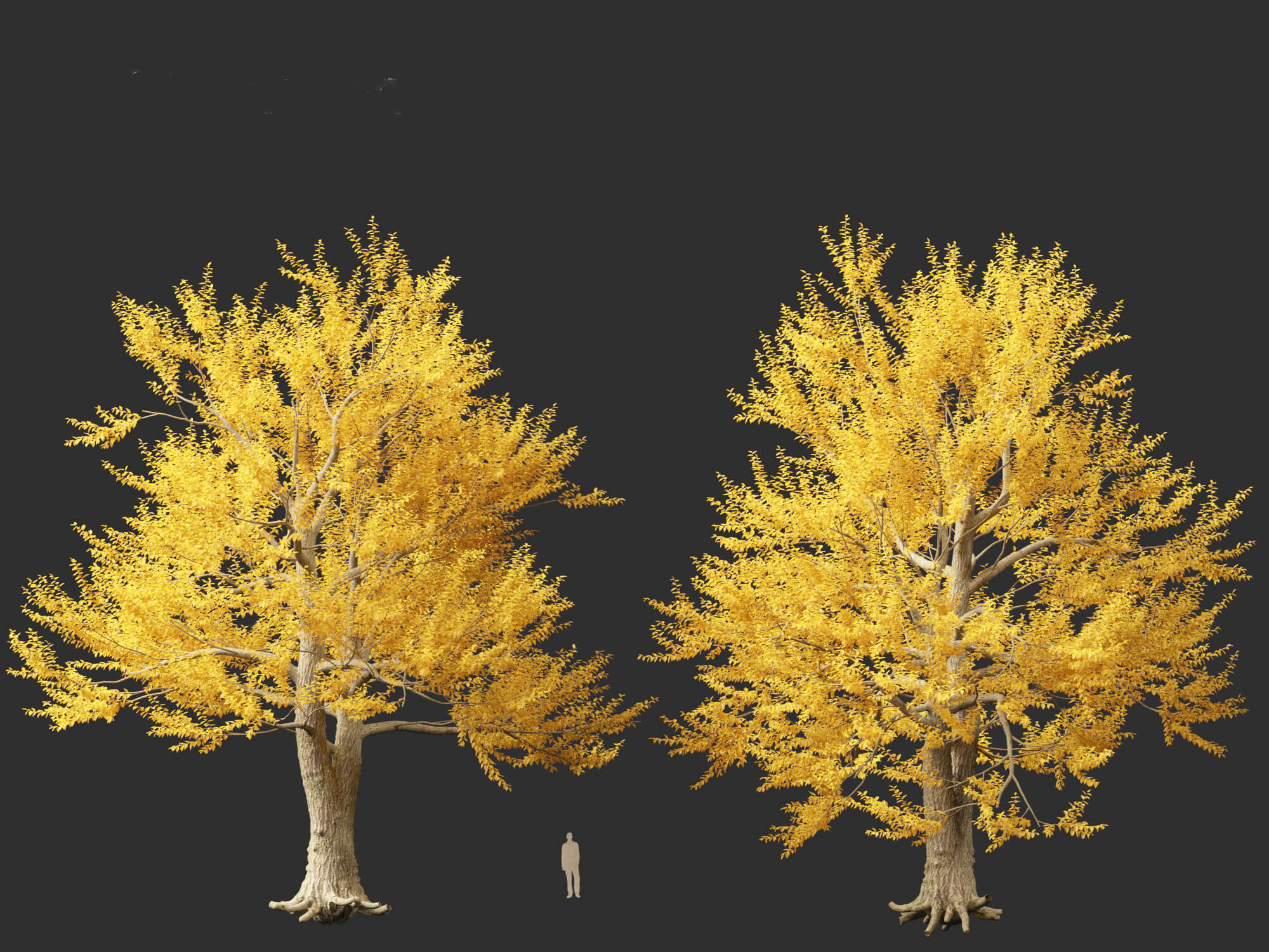 Ulmus Laevis - European White Elm 3D Model by 3dgardenplants