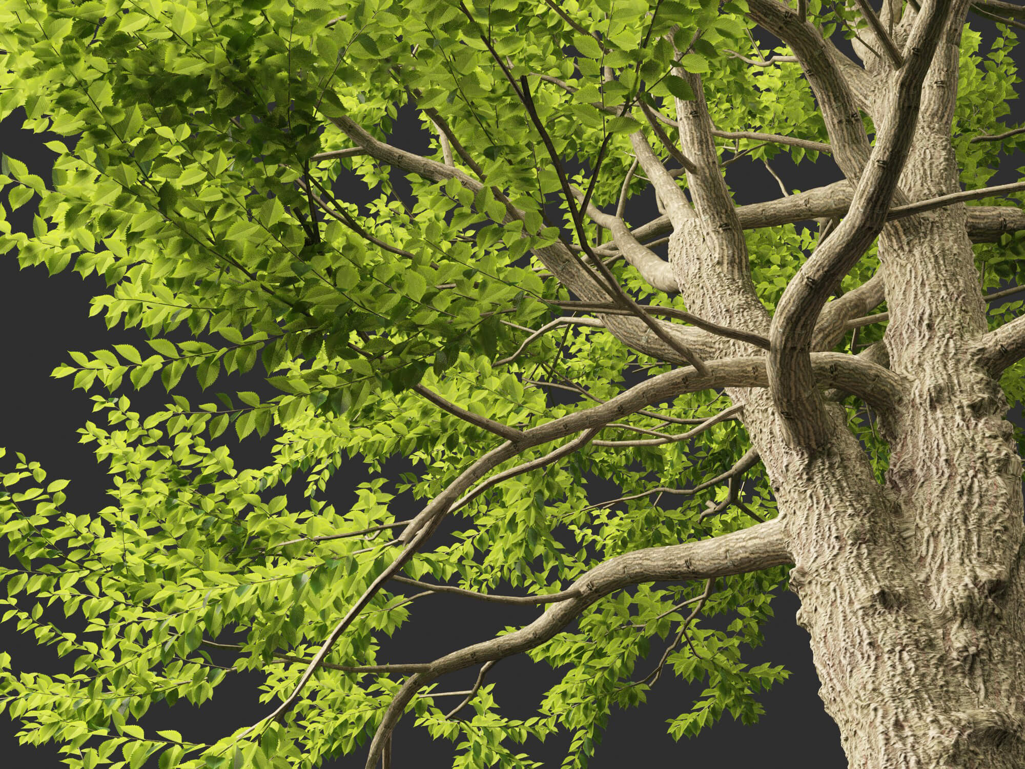 Ulmus Laevis - European White Elm 3D Model by 3dgardenplants