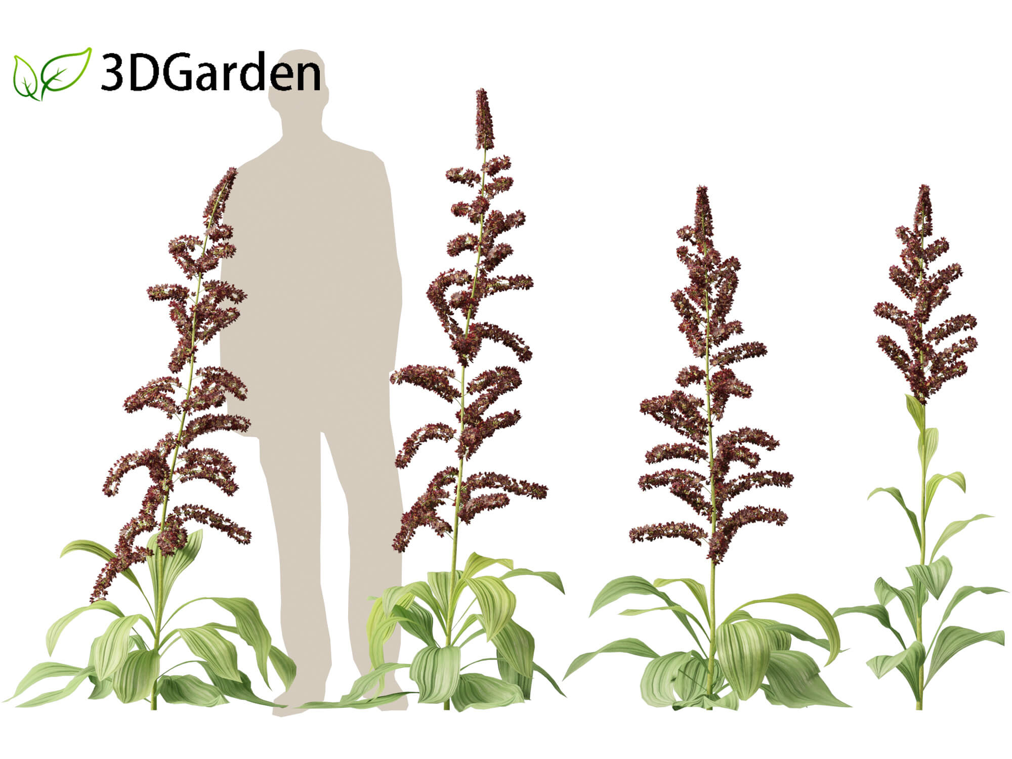 Veratrum Nigrum - Black False Hellebore 3D Model by 3dgardenplants