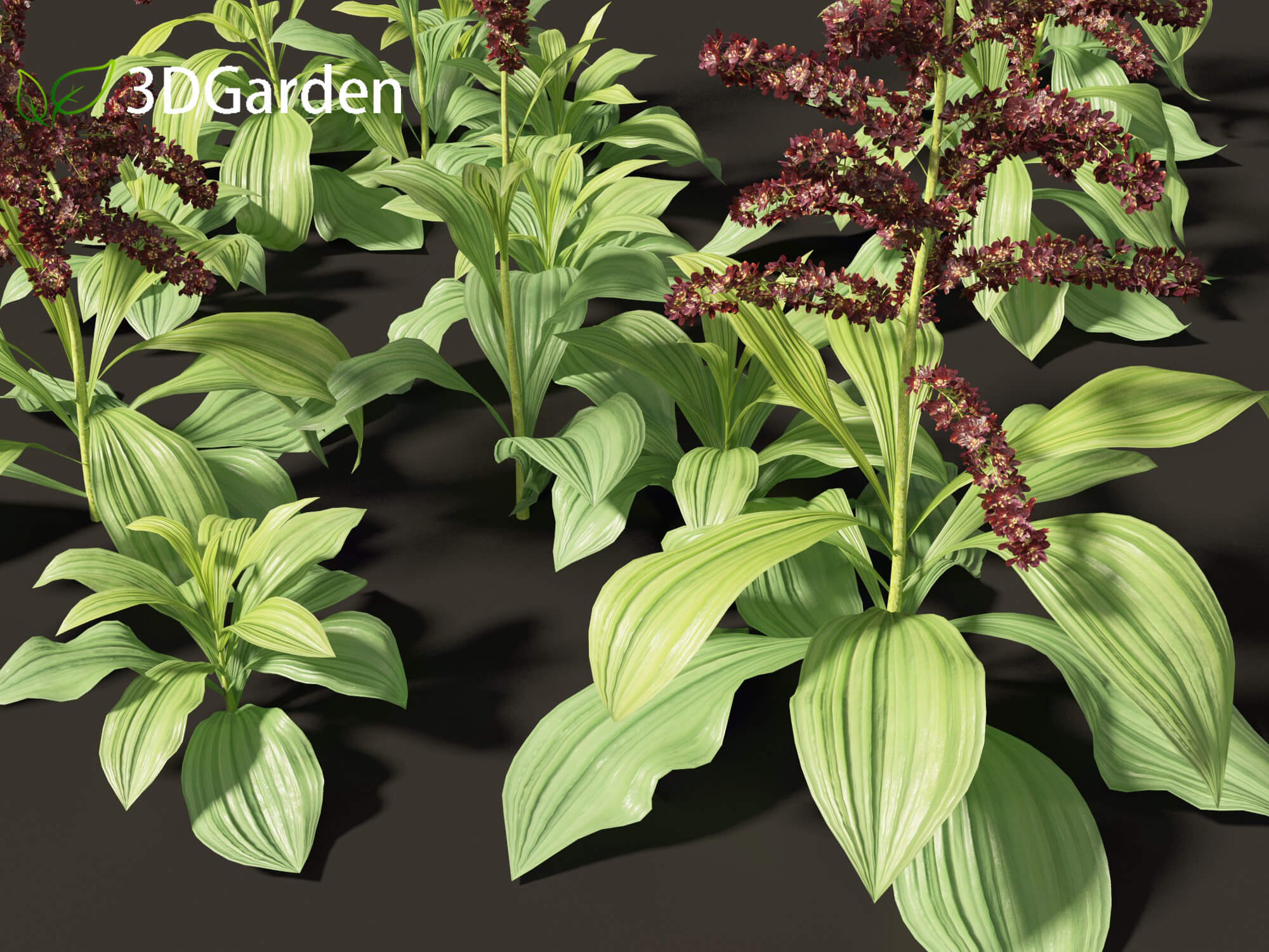 Veratrum Nigrum - Black False Hellebore 3D Model by 3dgardenplants
