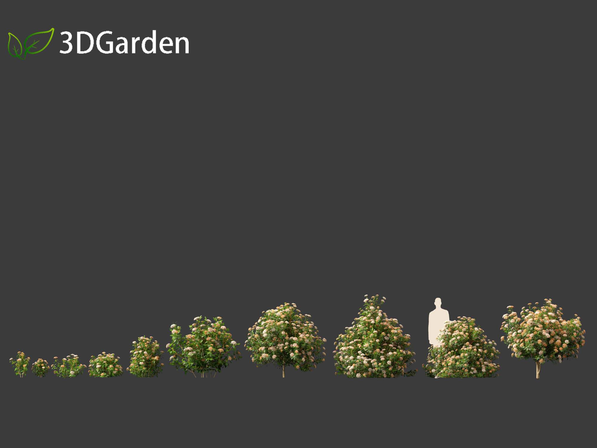 Viburnum Tinus - Laurustinus 3D Model by 3dgardenplants