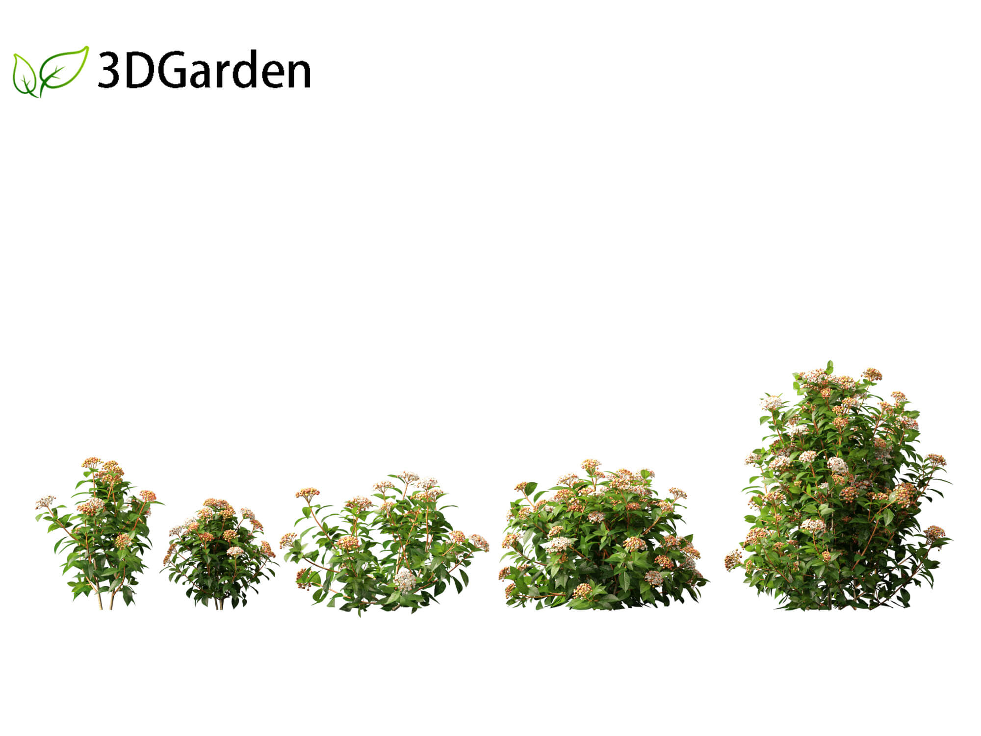 Viburnum Tinus - Laurustinus 3D Model by 3dgardenplants