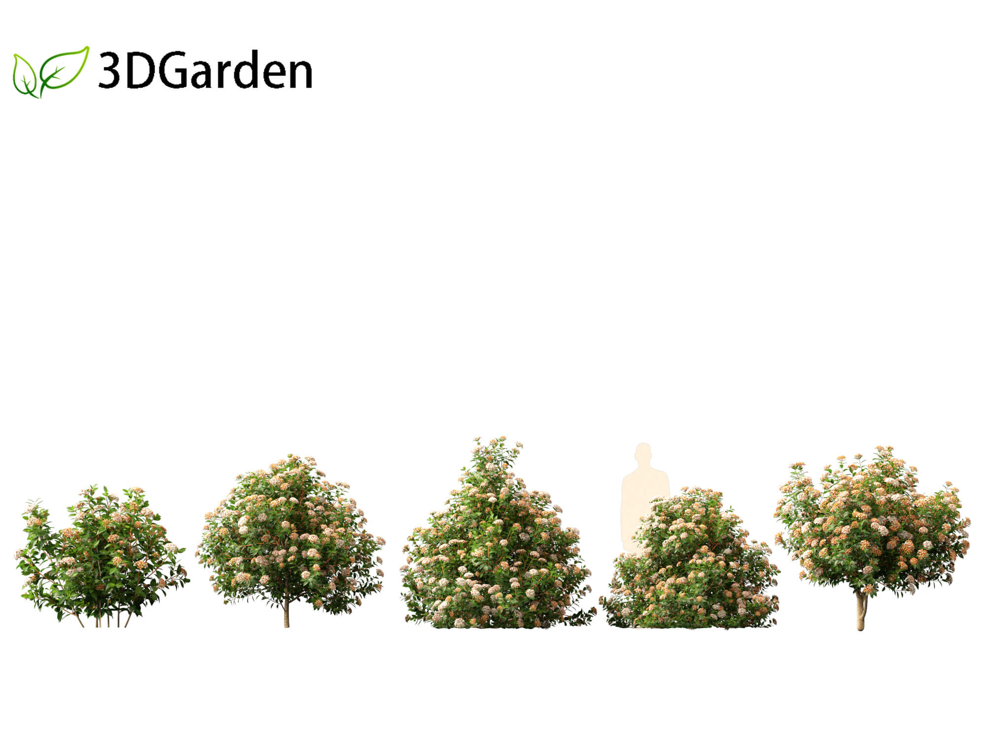 Viburnum Tinus - Laurustinus 3D Model by 3dgardenplants