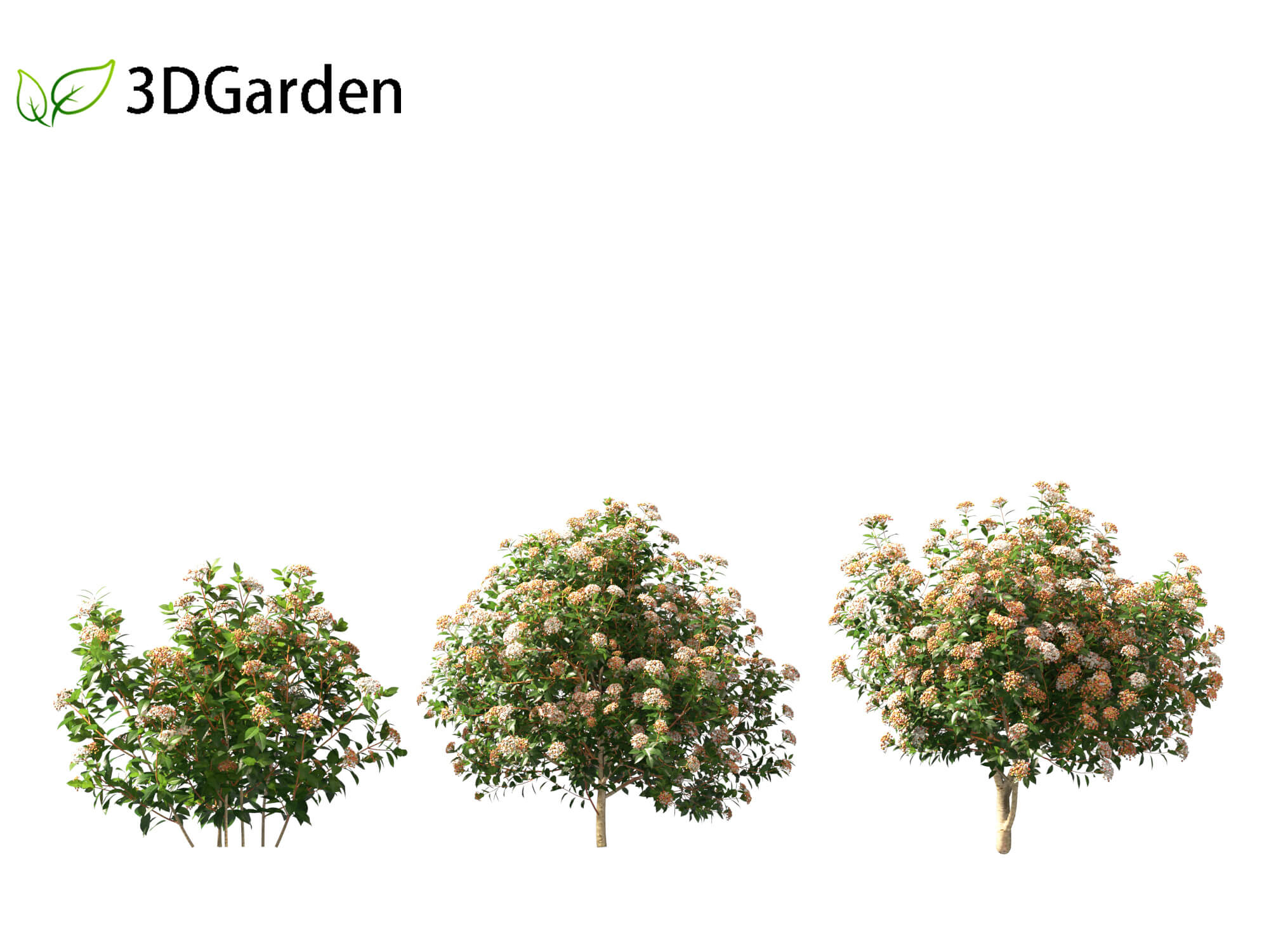Viburnum Tinus - Laurustinus 3D Model by 3dgardenplants