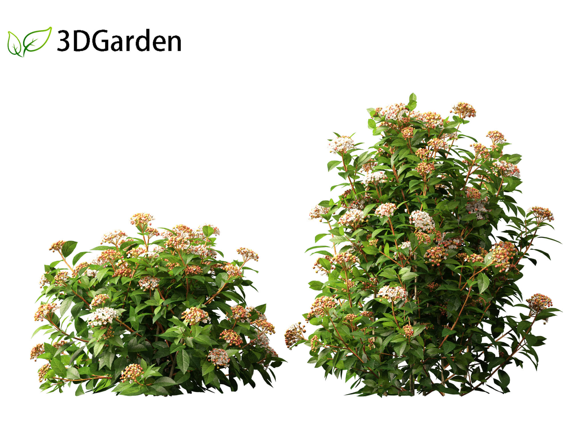 Viburnum Tinus - Laurustinus 3D Model by 3dgardenplants