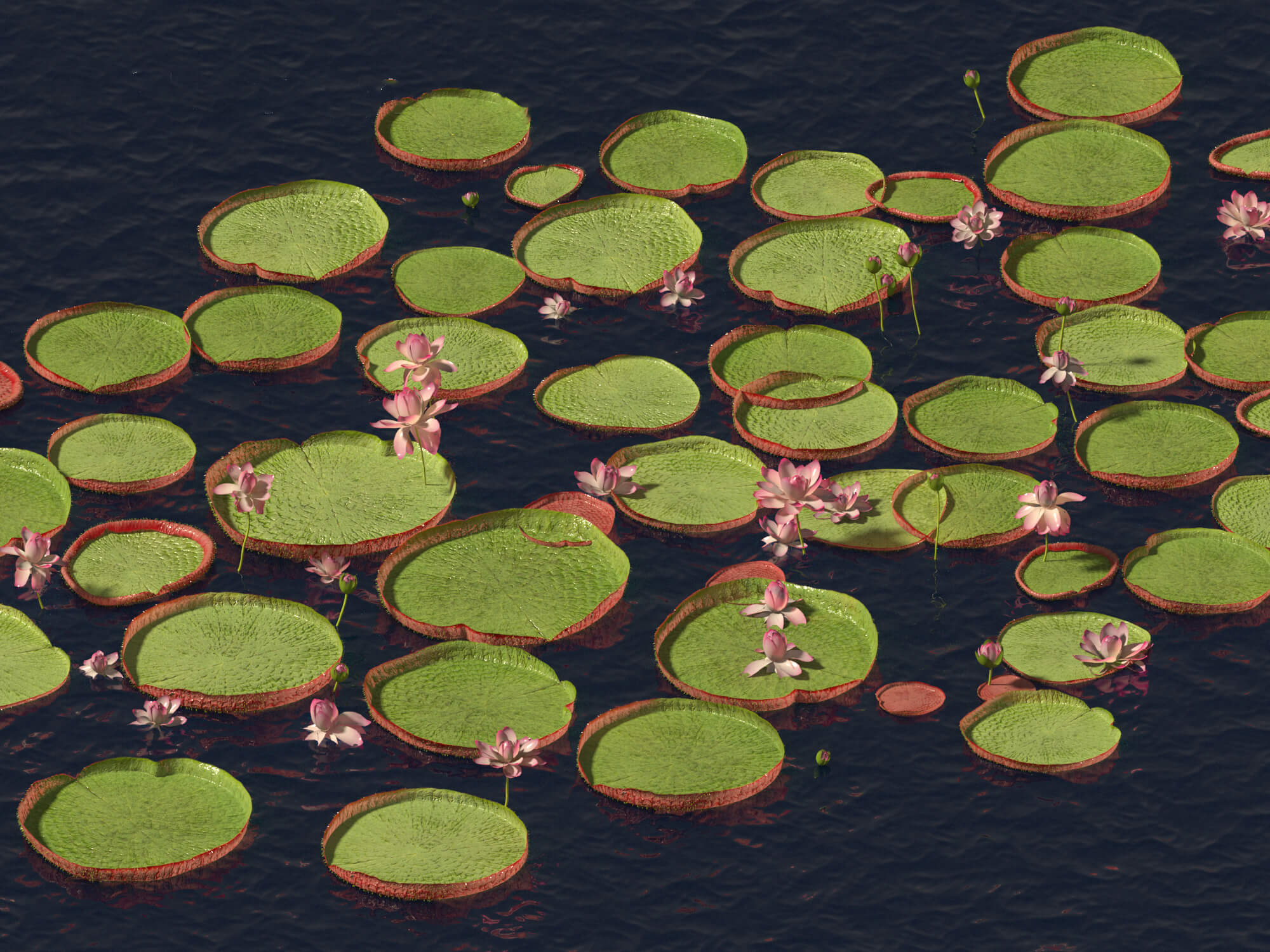 Victoria Amazonica - Amazon Water Lily 3D Model by 3dgardenplants