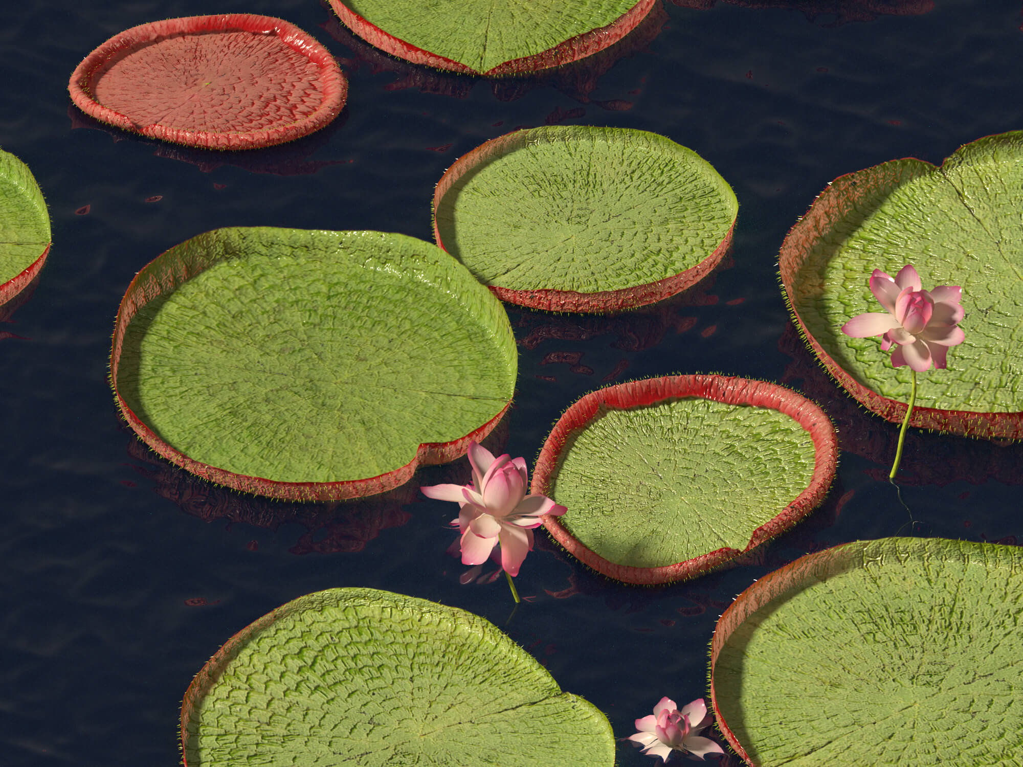 Victoria Amazonica - Amazon Water Lily 3D Model by 3dgardenplants