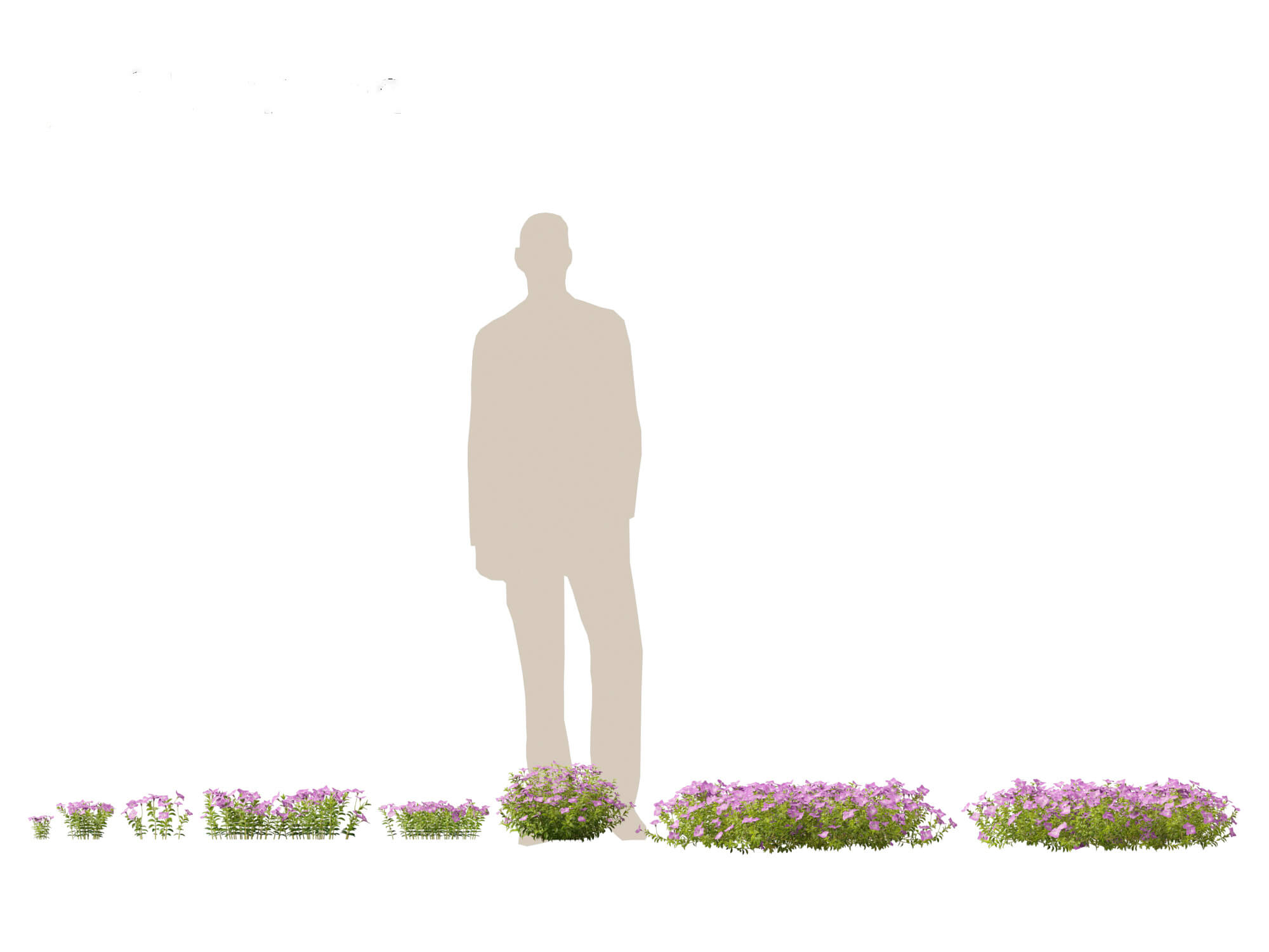 Vinca Minor - Common Periwinkle 3D Model by 3dgardenplants