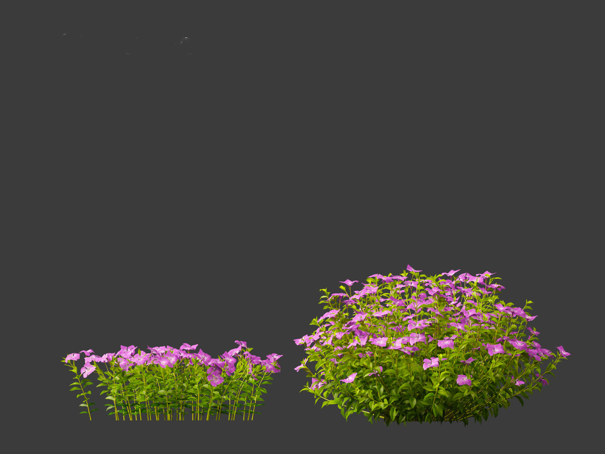 Vinca Minor - Common Periwinkle 3D Model by 3dgardenplants