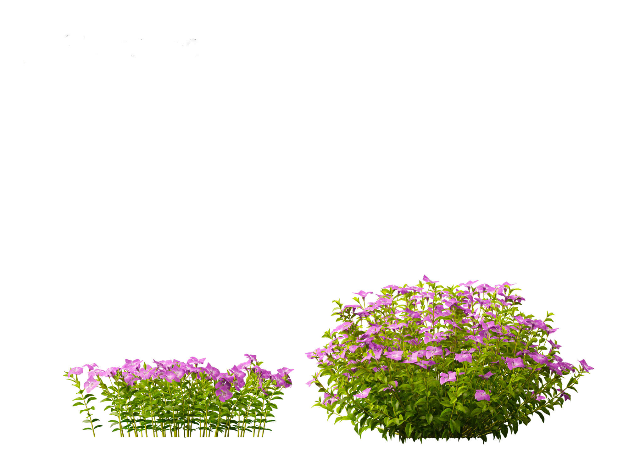 Vinca Minor - Common Periwinkle 3D Model by 3dgardenplants