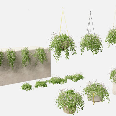 Viola Banksii - Native Violet 3D Model by 3dgardenplants