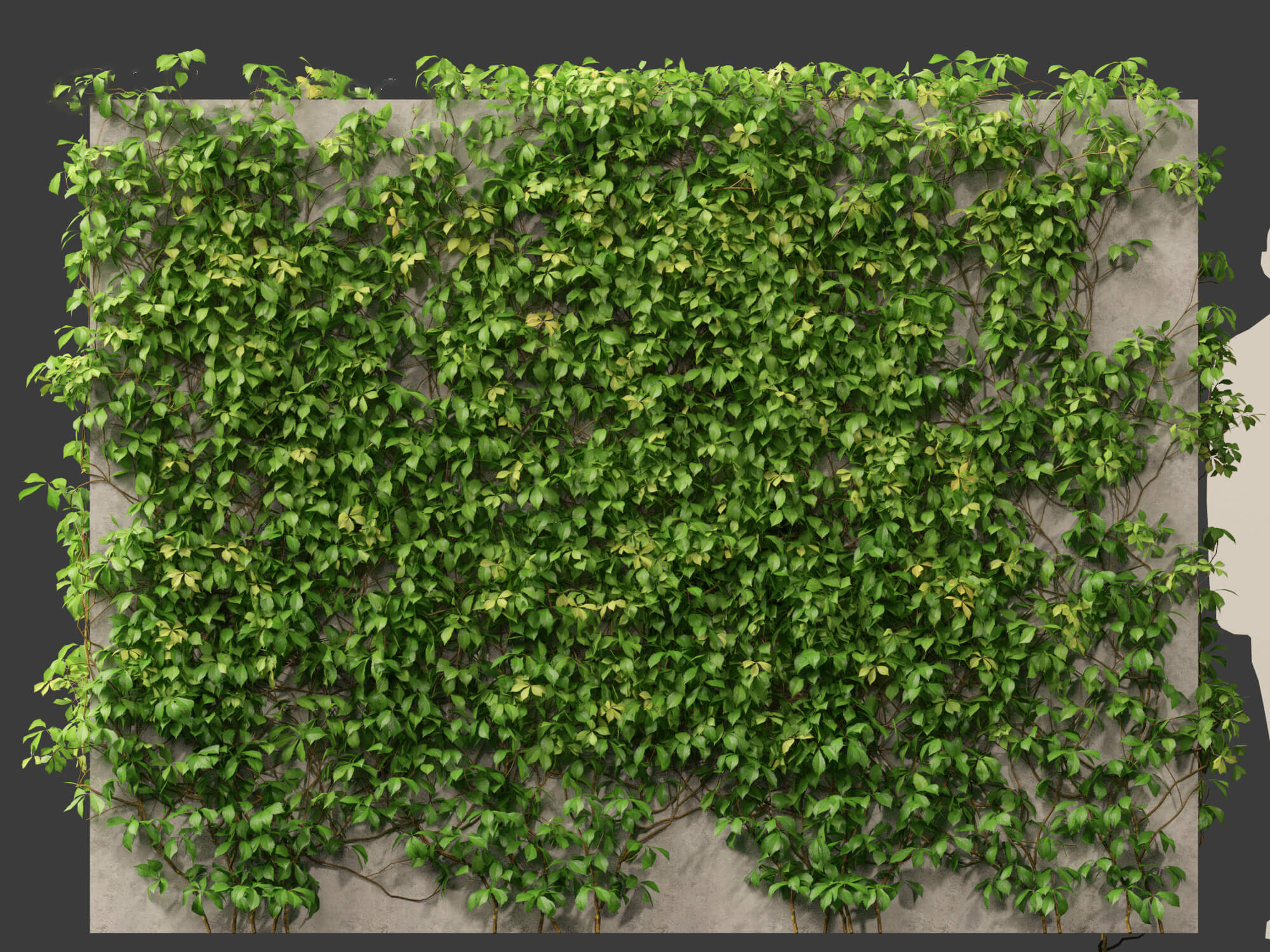 Virginia Creeper - Parthenocissus Quinquefolia 3D Model by 3dgardenplants