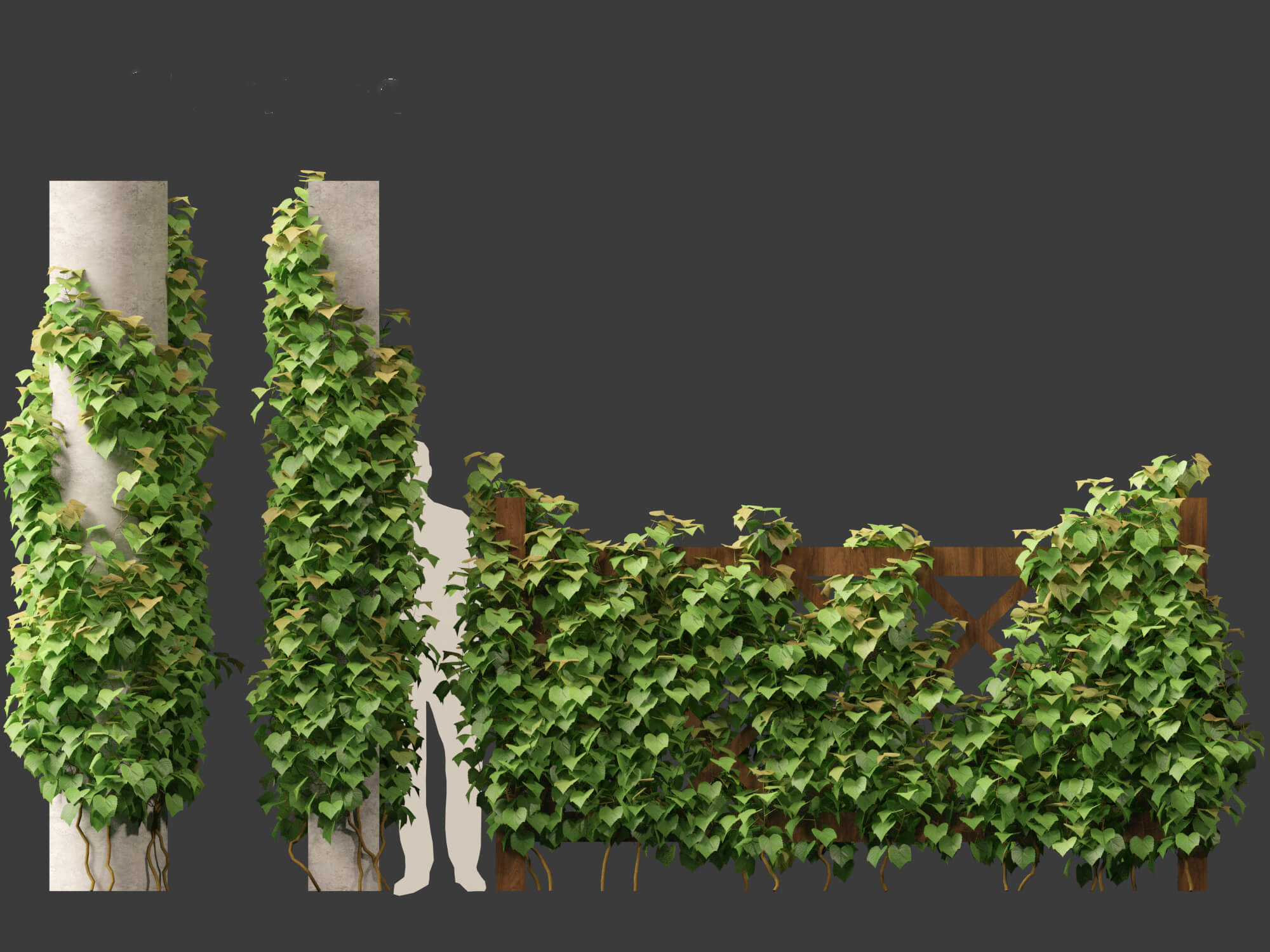 Vitis Coignetiae - Crimson Glory Vine 3D Model by 3dgardenplants