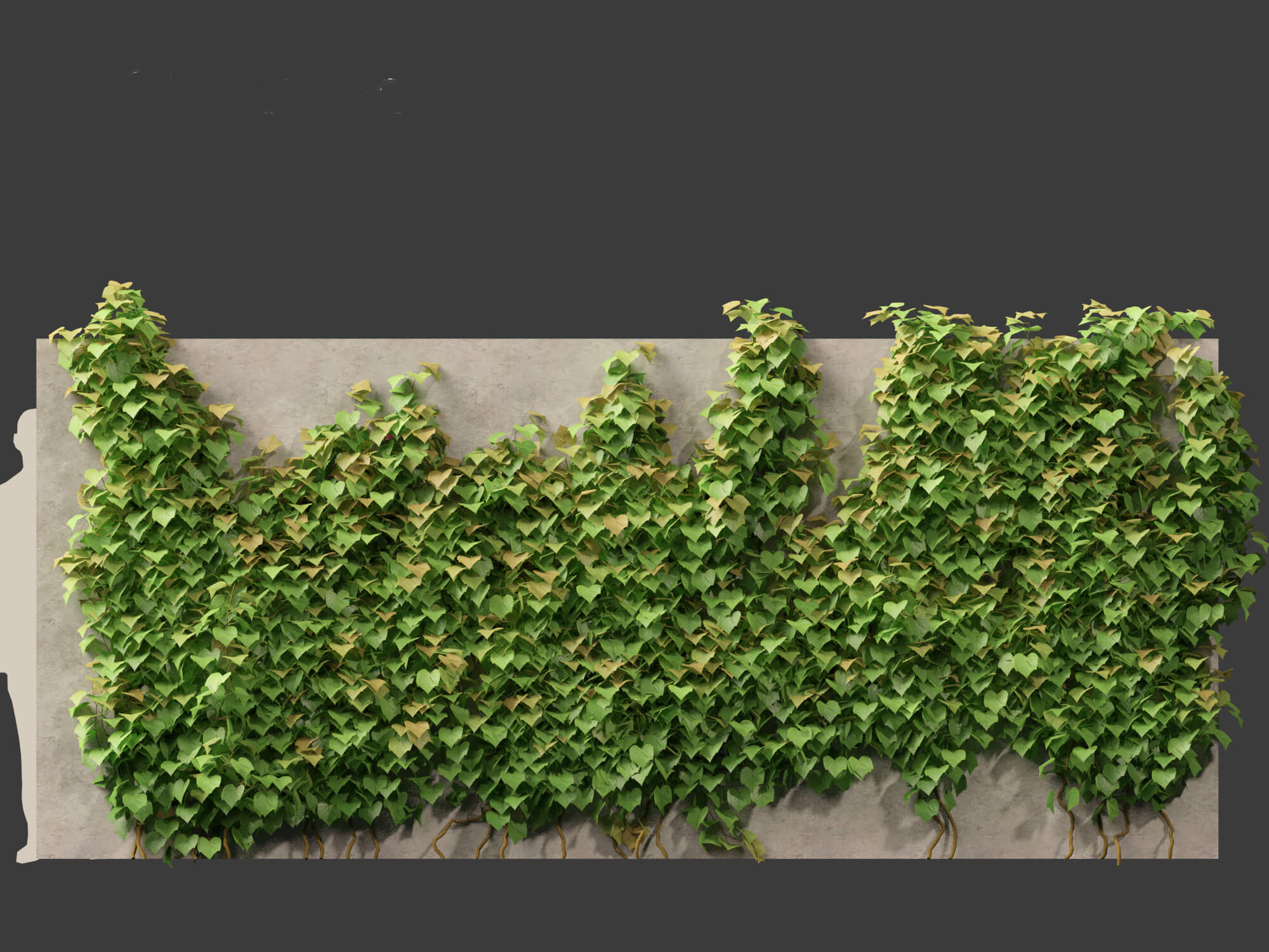 Vitis Coignetiae - Crimson Glory Vine 3D Model by 3dgardenplants