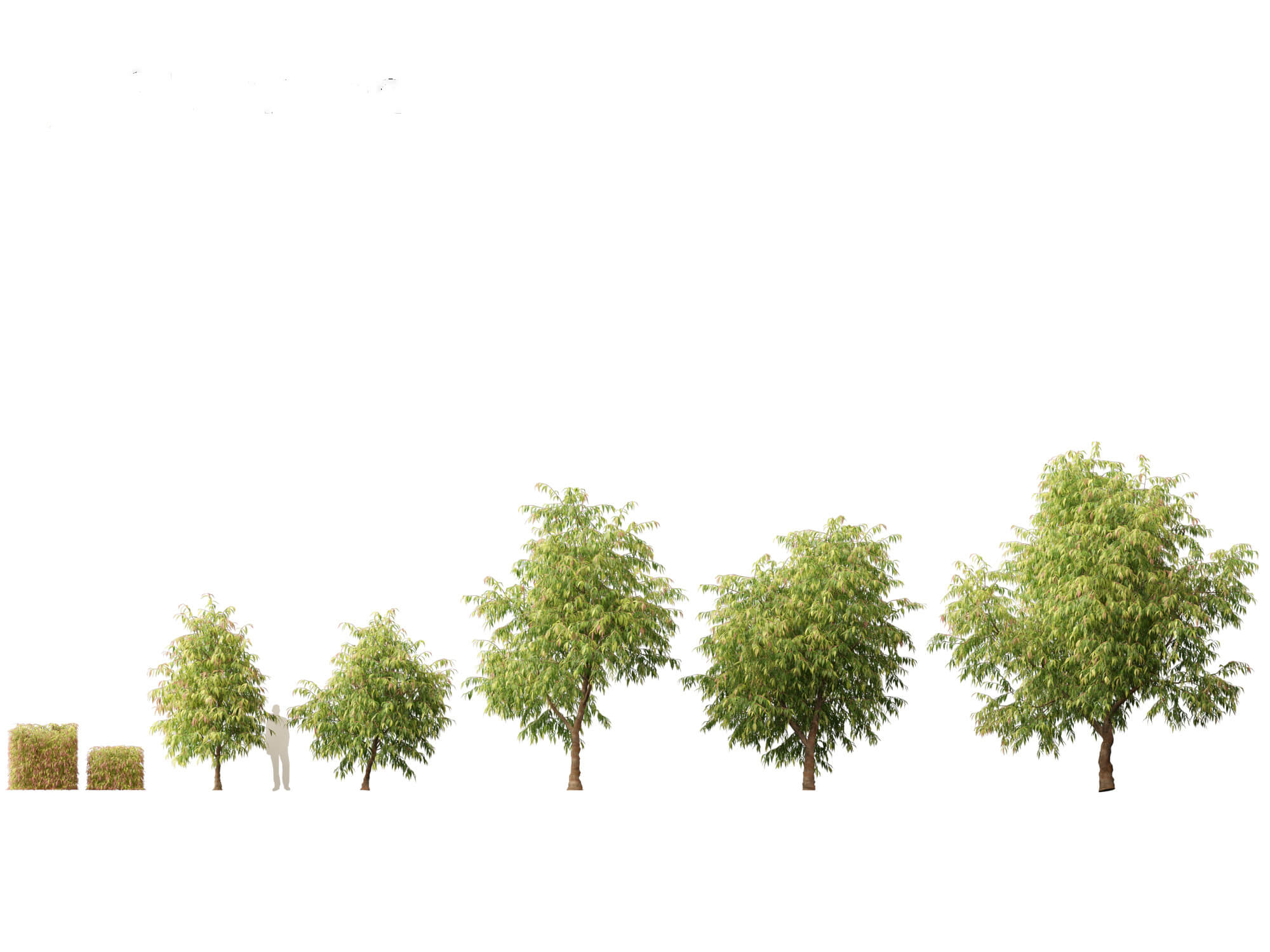 Waterhousea Floribunda - Weeping Lilly Pilly 3D Model by 3dgardenplants