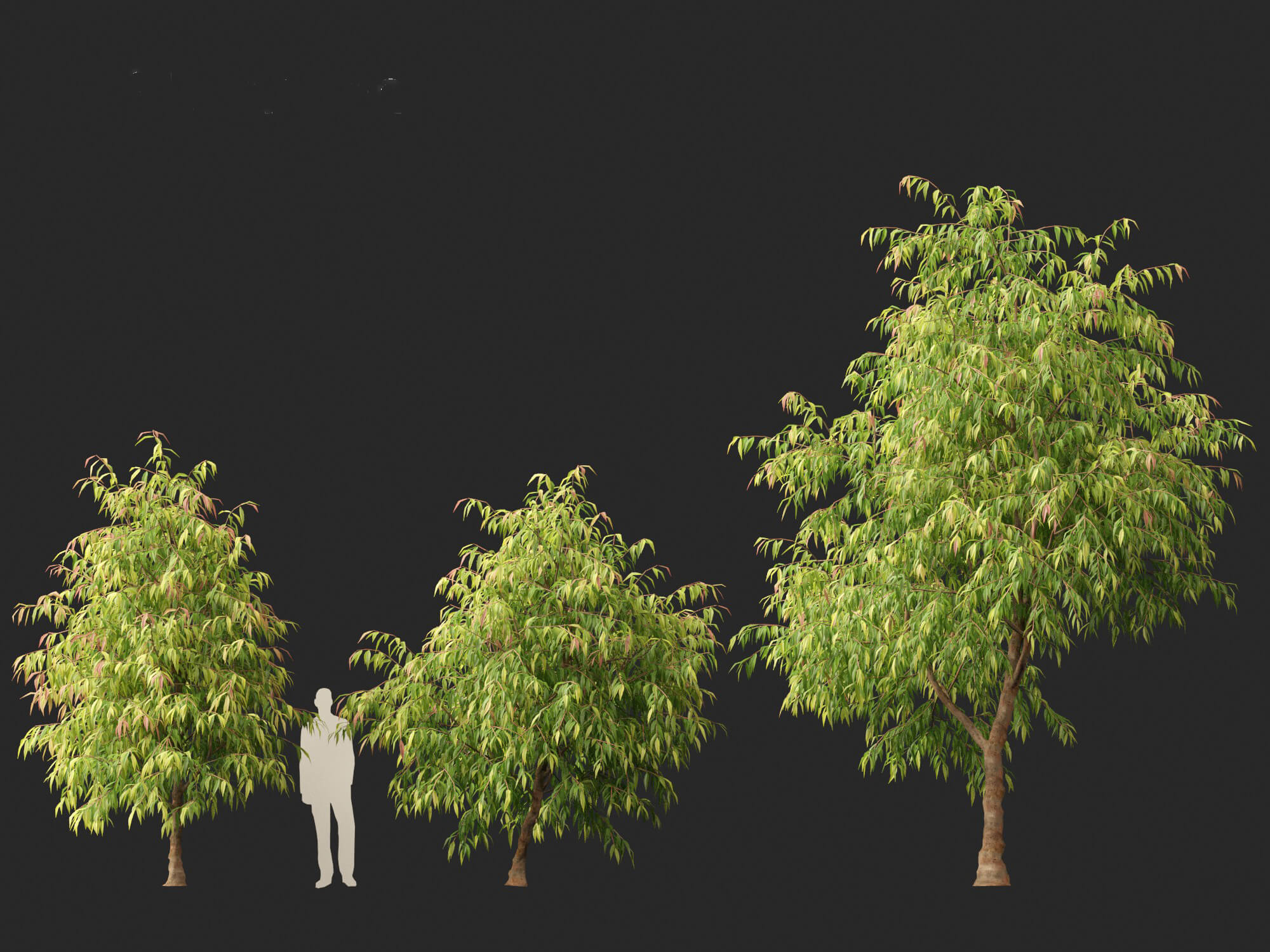 Waterhousea Floribunda - Weeping Lilly Pilly 3D Model by 3dgardenplants