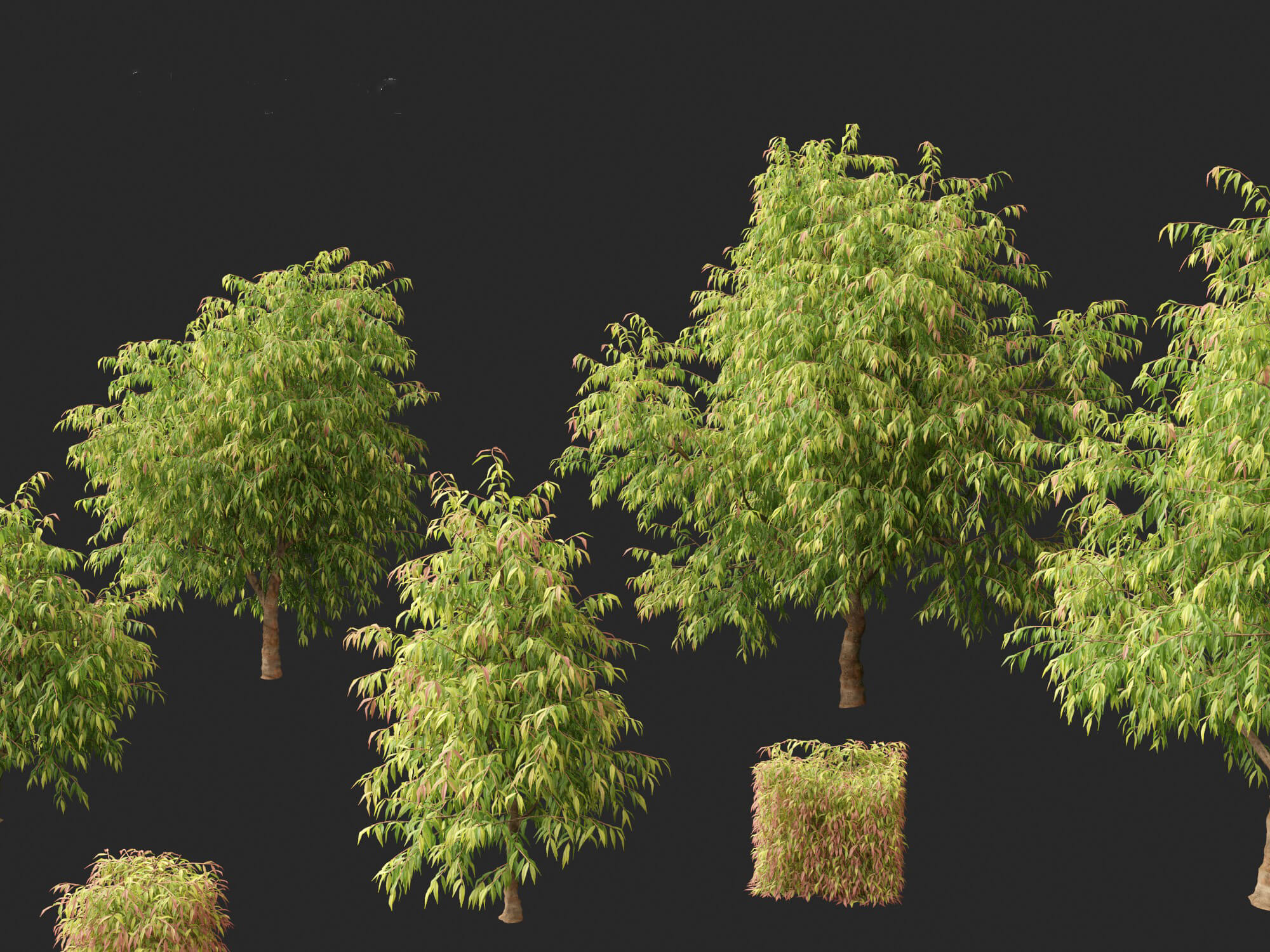 Waterhousea Floribunda - Weeping Lilly Pilly 3D Model by 3dgardenplants