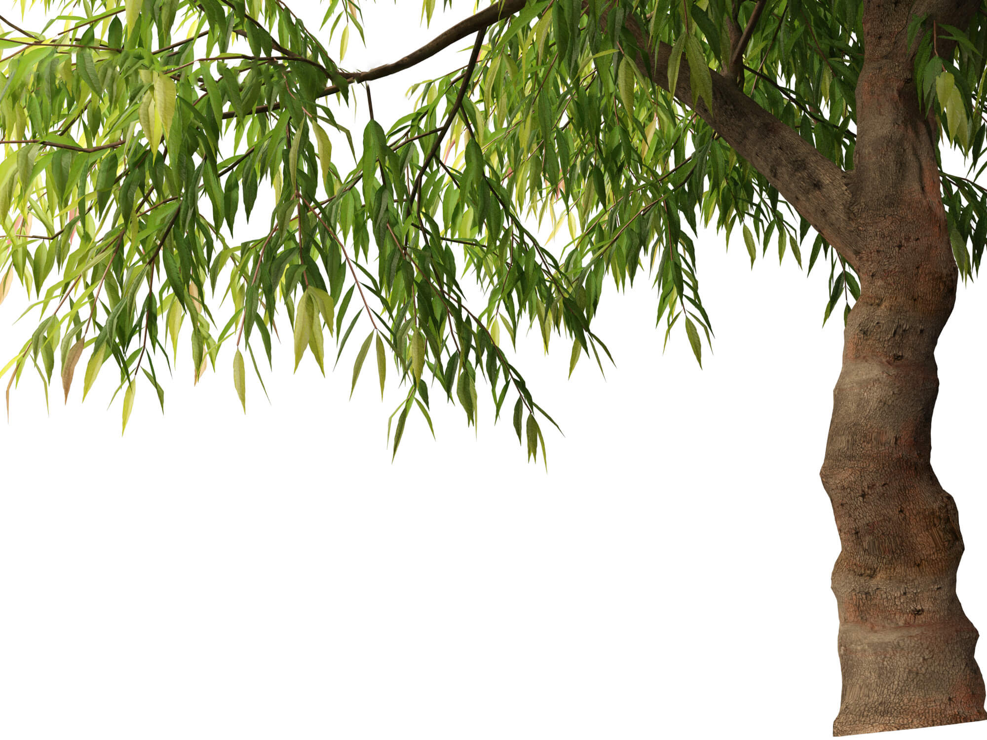 Waterhousea Floribunda - Weeping Lilly Pilly 3D Model by 3dgardenplants