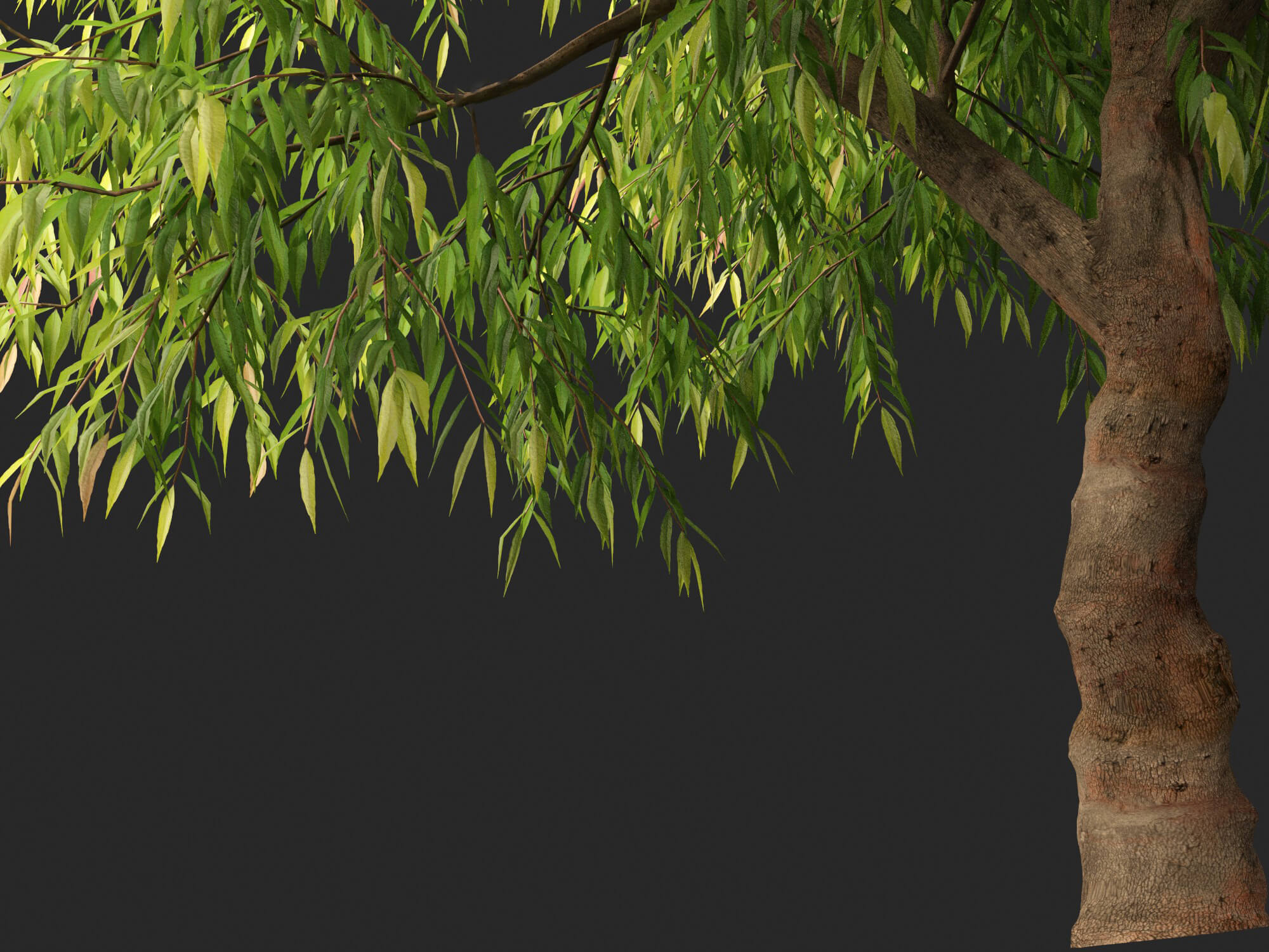 Waterhousea Floribunda - Weeping Lilly Pilly 3D Model by 3dgardenplants