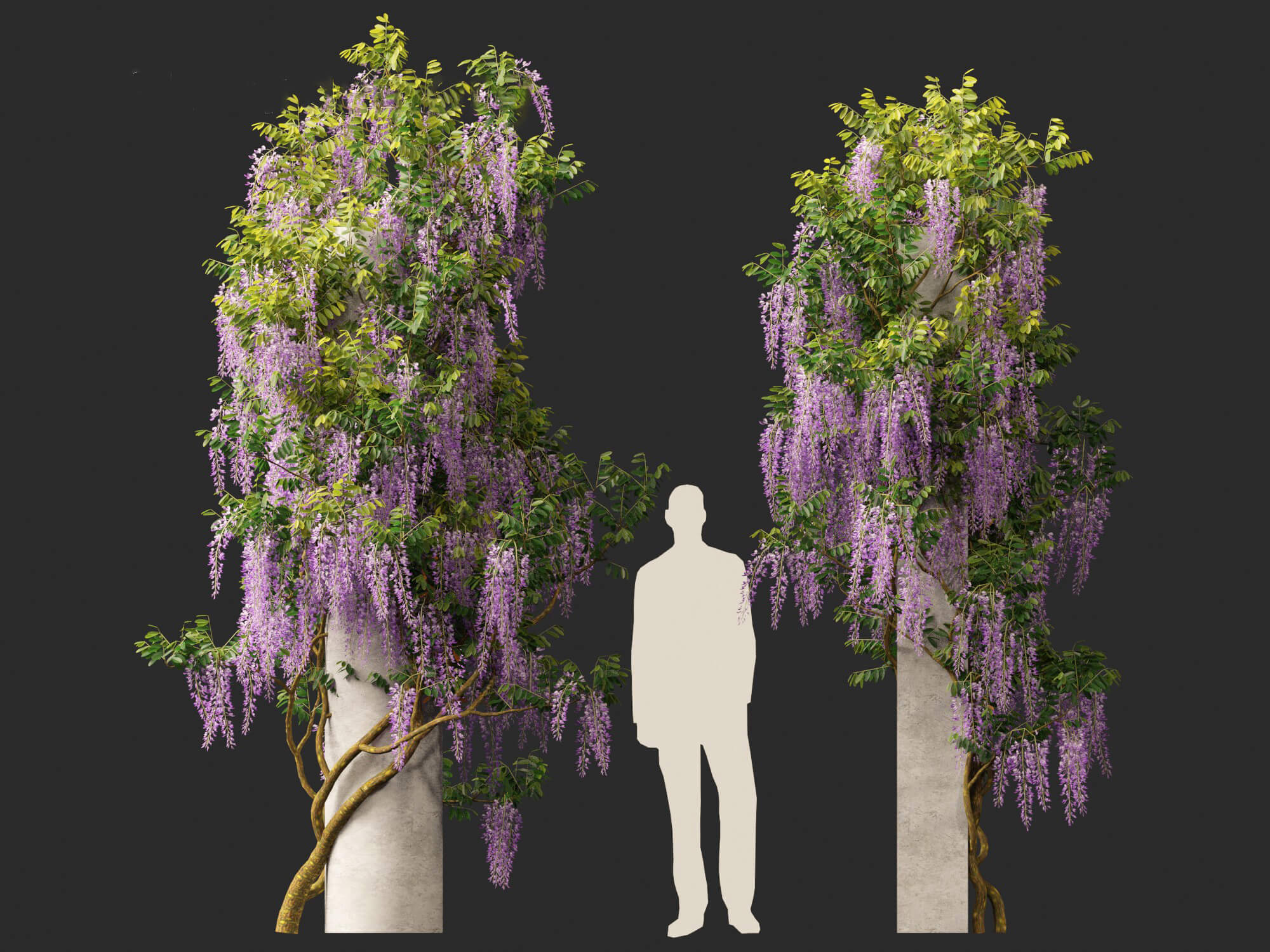Wisteria Sinensis - Chinese Wisteria 02 3D Model by 3dgardenplants