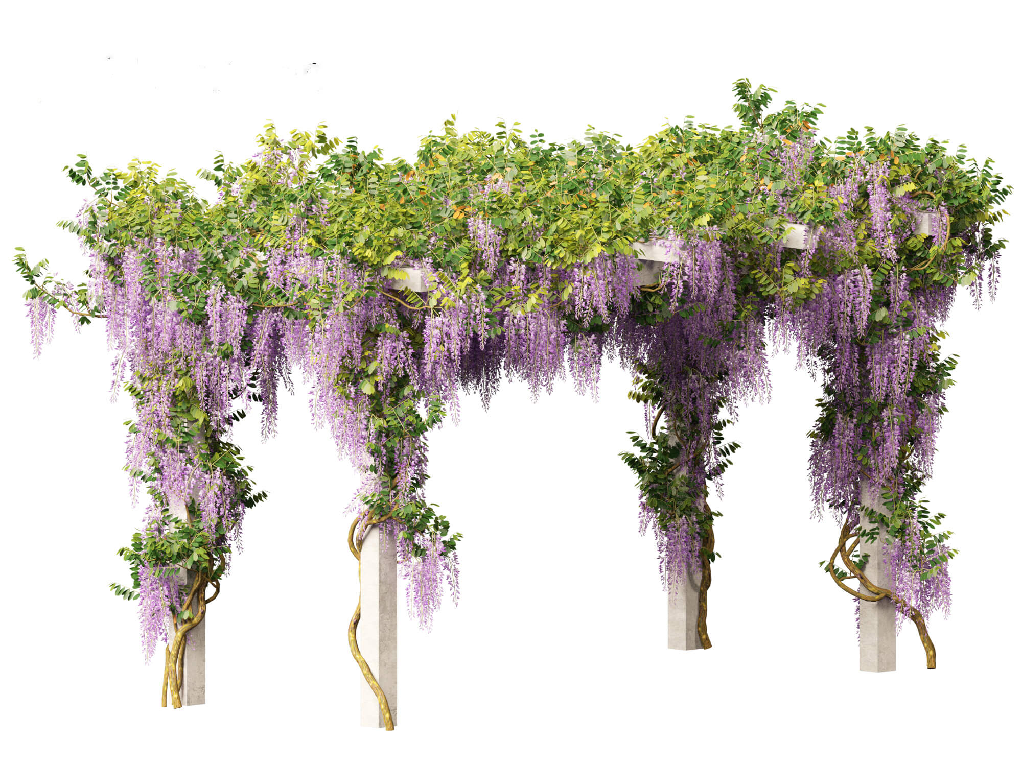 Wisteria Sinensis - Chinese Wisteria 02 3D Model by 3dgardenplants