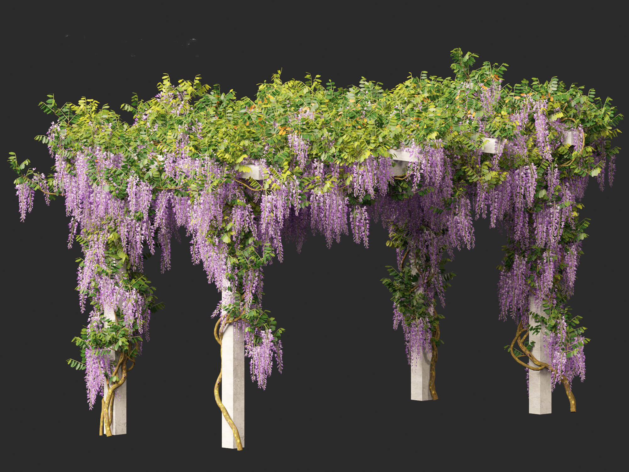Wisteria Sinensis - Chinese Wisteria 02 3D Model by 3dgardenplants