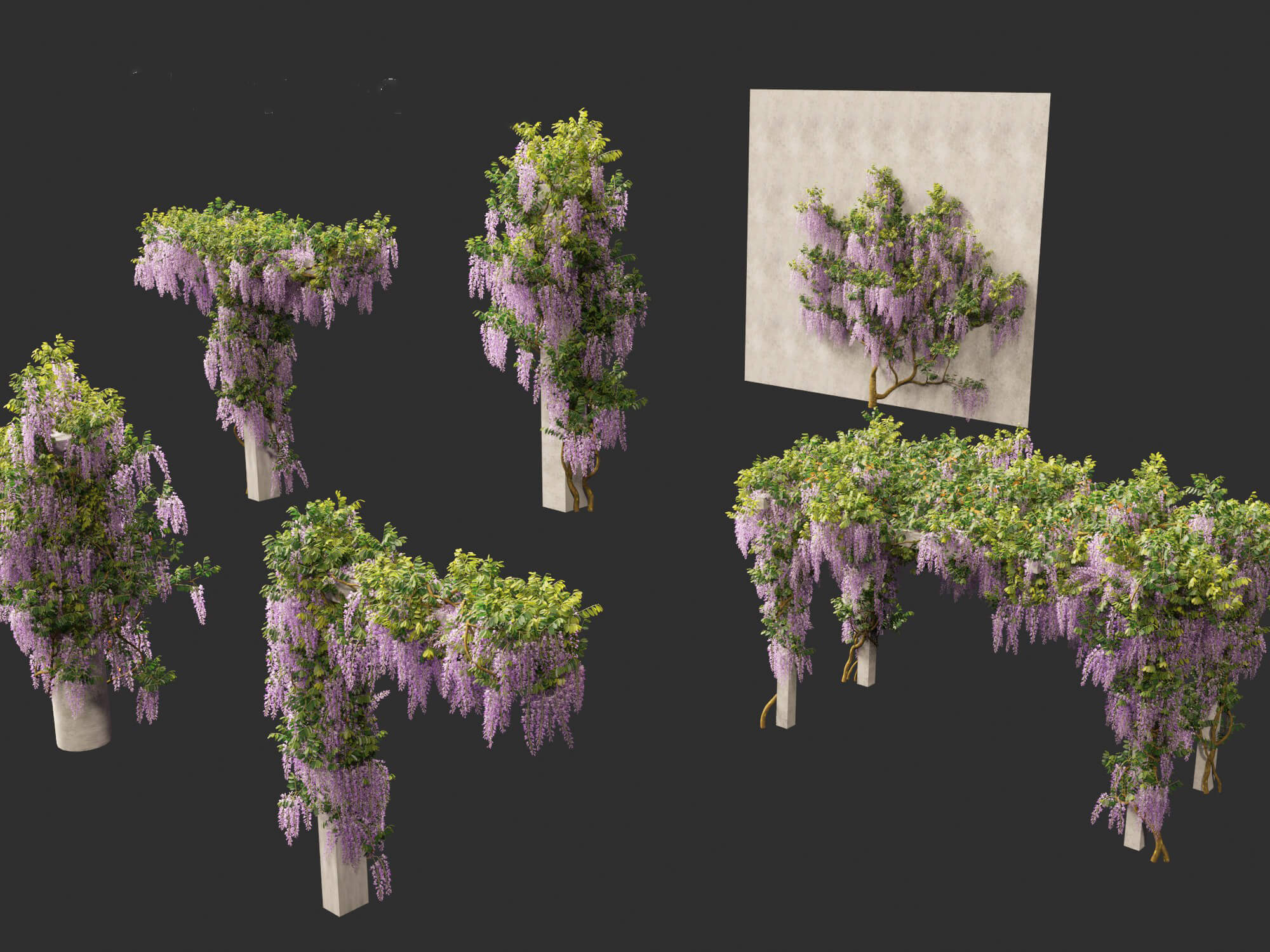 Wisteria Sinensis - Chinese Wisteria 02 3D Model by 3dgardenplants