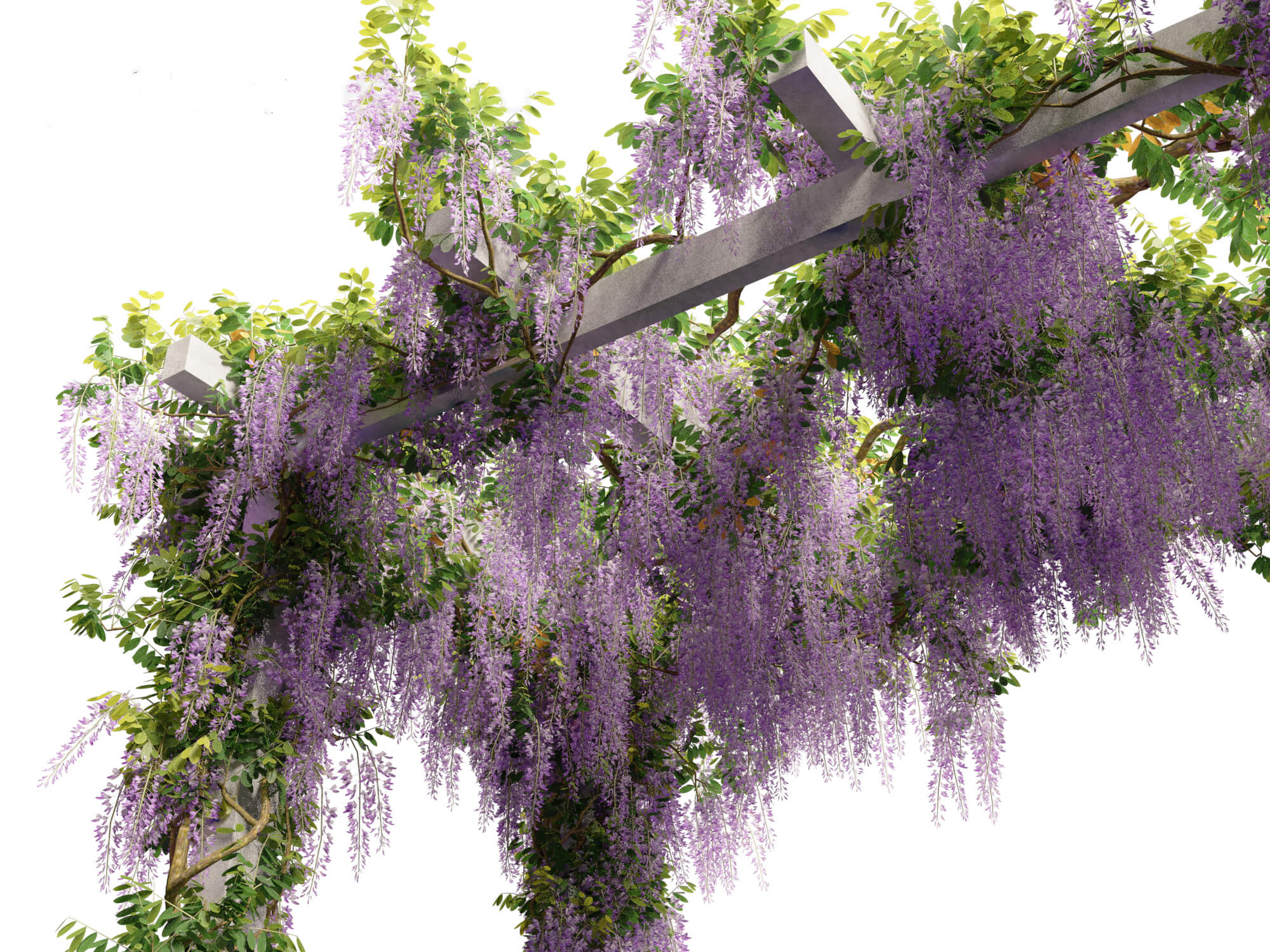 Wisteria Sinensis - Chinese Wisteria 02 3D Model by 3dgardenplants